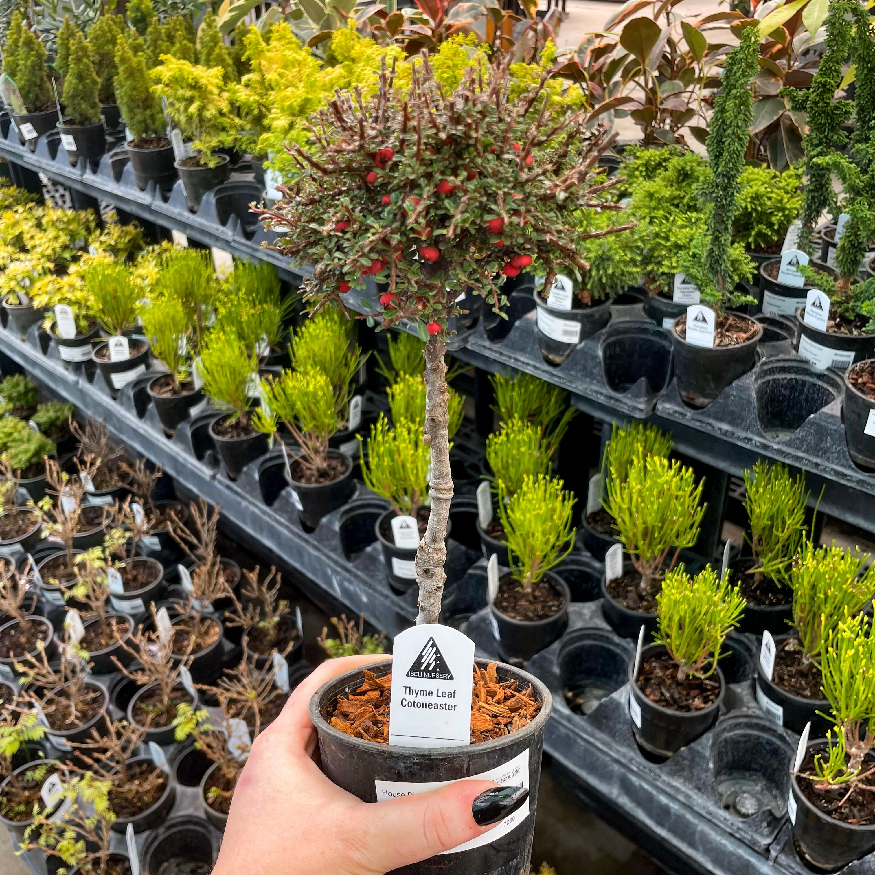 Thyme Leaf Cotoneaster on 12" Standard - Live Bonsai Starter Plant - 4 ...