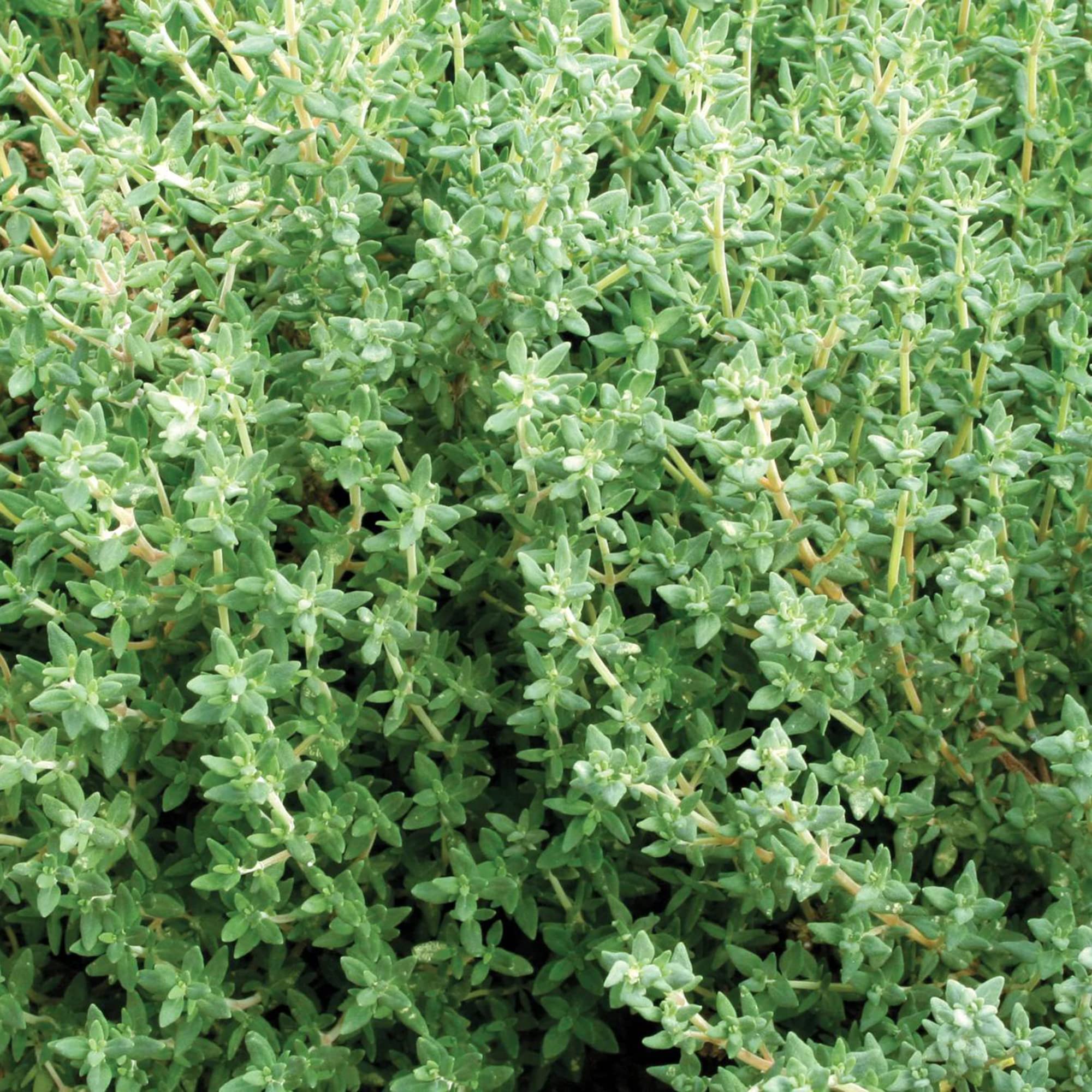 Thyme Seeds ThymusTRDN Vulgaris, English, French, & German Thyme ...