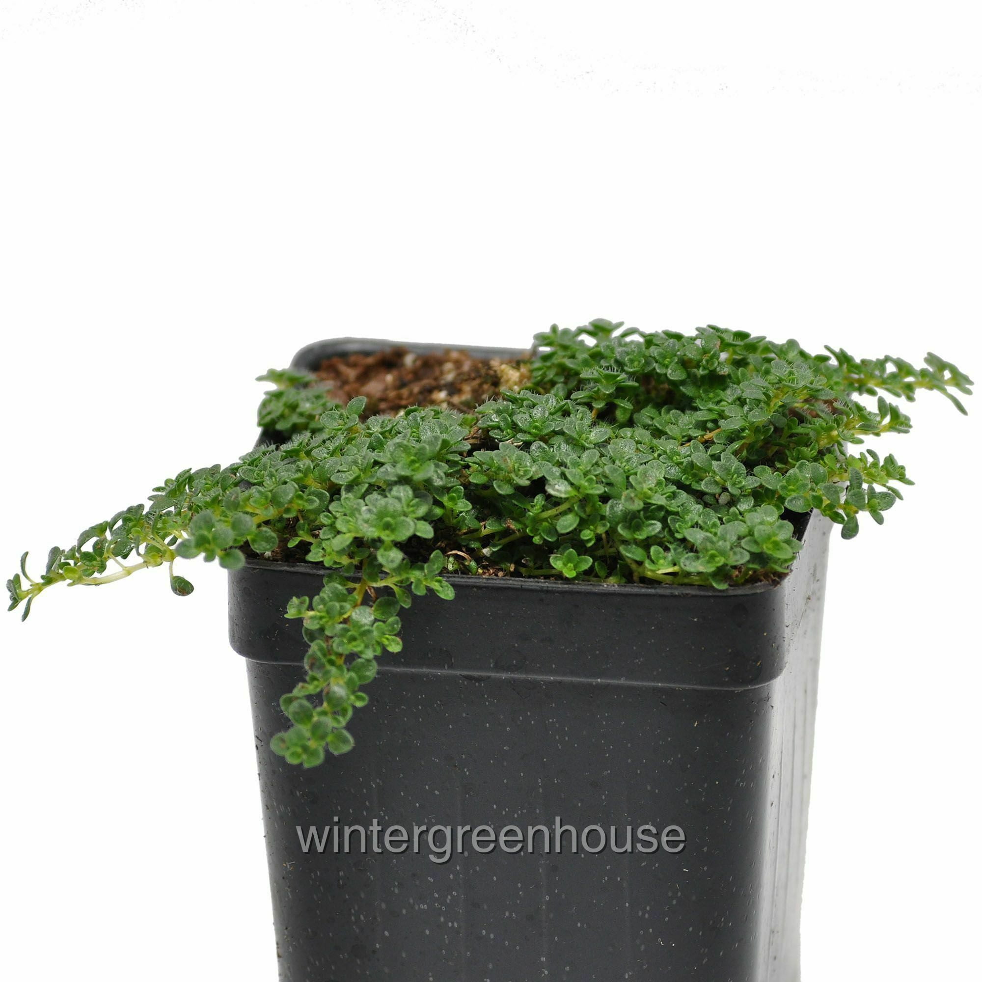 Thymus Serpyllum, Elfin, Elfin Thyme - Pot Size: 3" (2.6x3.5") - Ground ...
