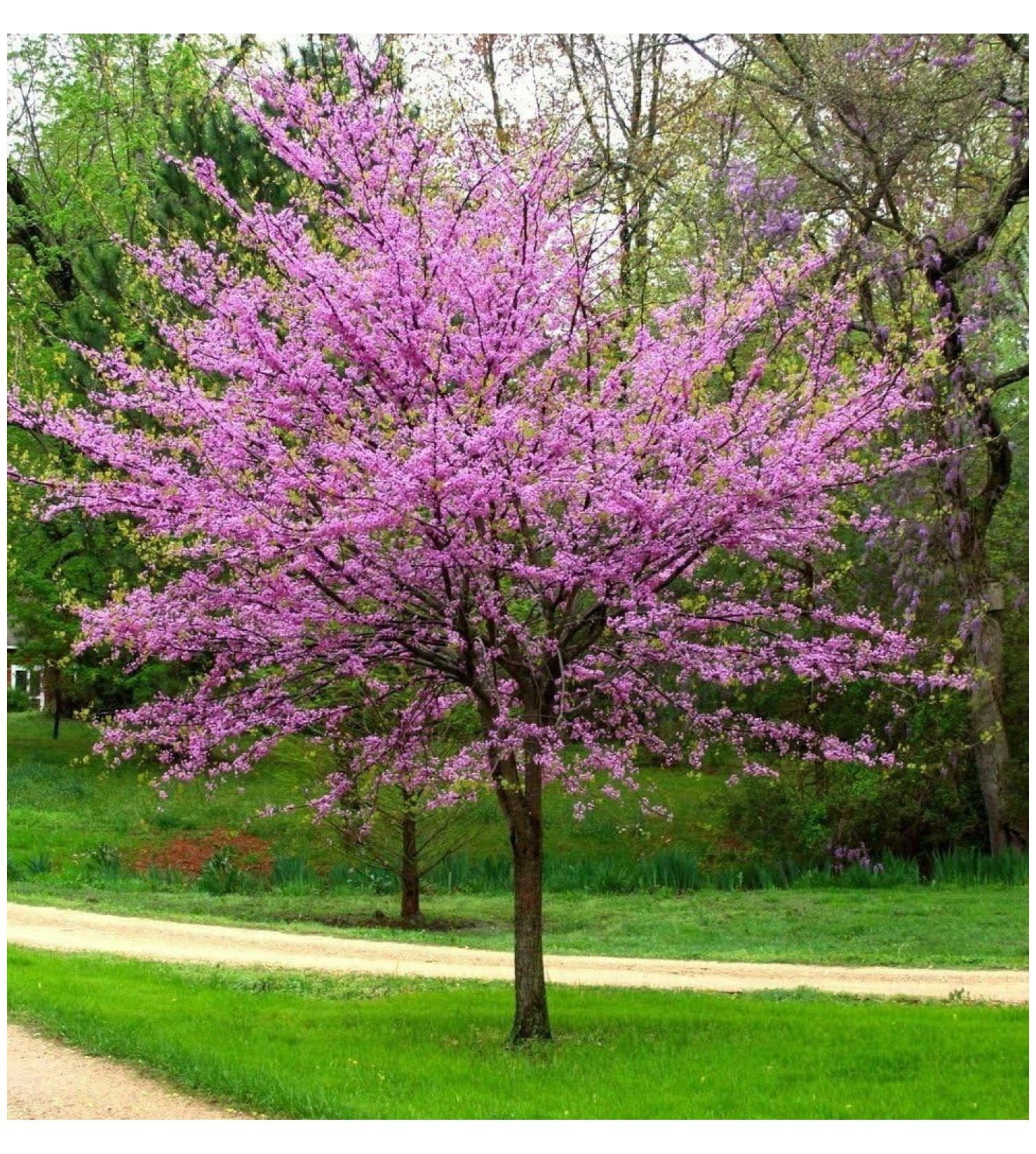 TiaGOC 20 to 30 ft Redbud Tree Live Plant in Quart Pot, Hardy Zones 4-8 ...