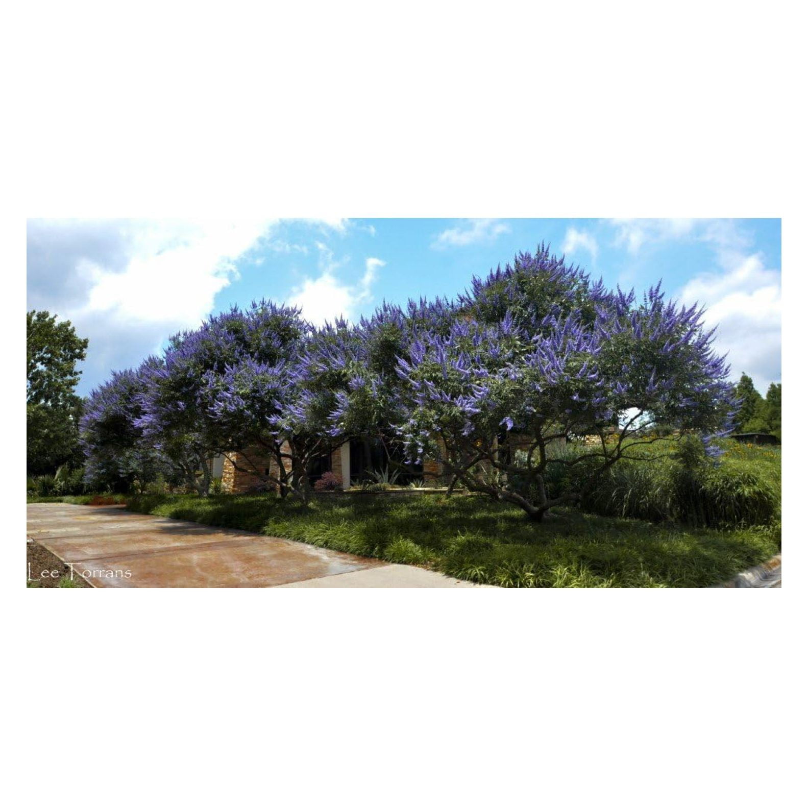 TiaGOC Purple Lilac Vitex Chaste Live Trees in Quart Containers (4 ...