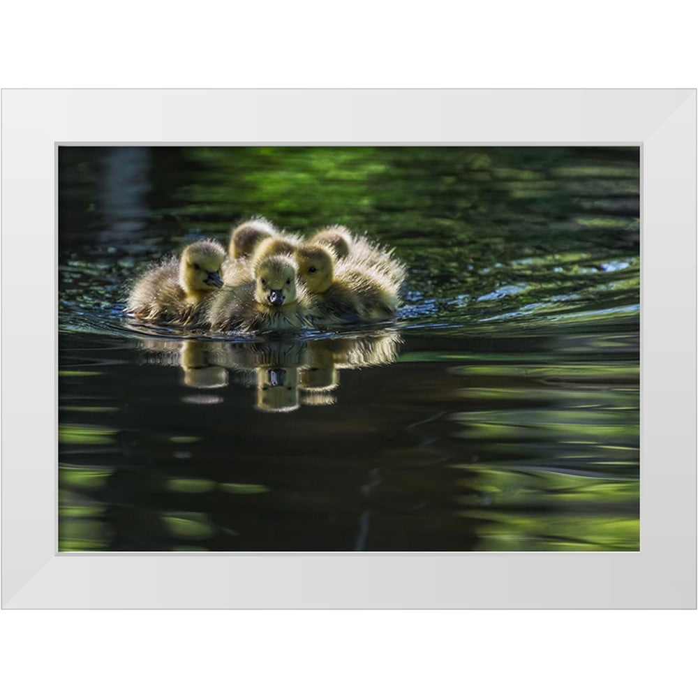 Tian, Xiaobing 18x14 White Modern Wood Framed Museum Art Print Titled - Cute Baby Canada Geese ...