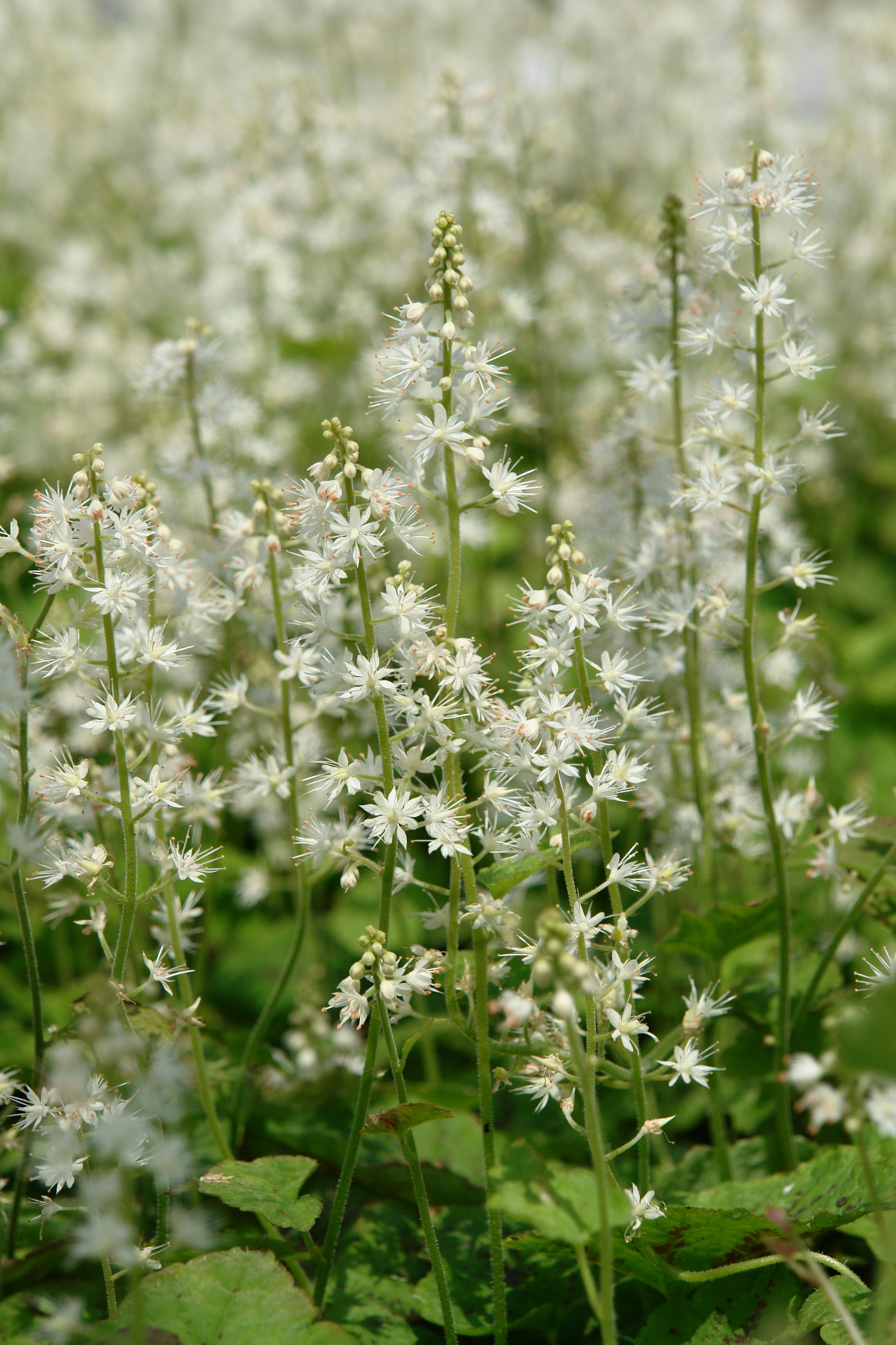 Tiarella 'Running Tapestry' -Shade Groundcover- Live Starter Plant ...