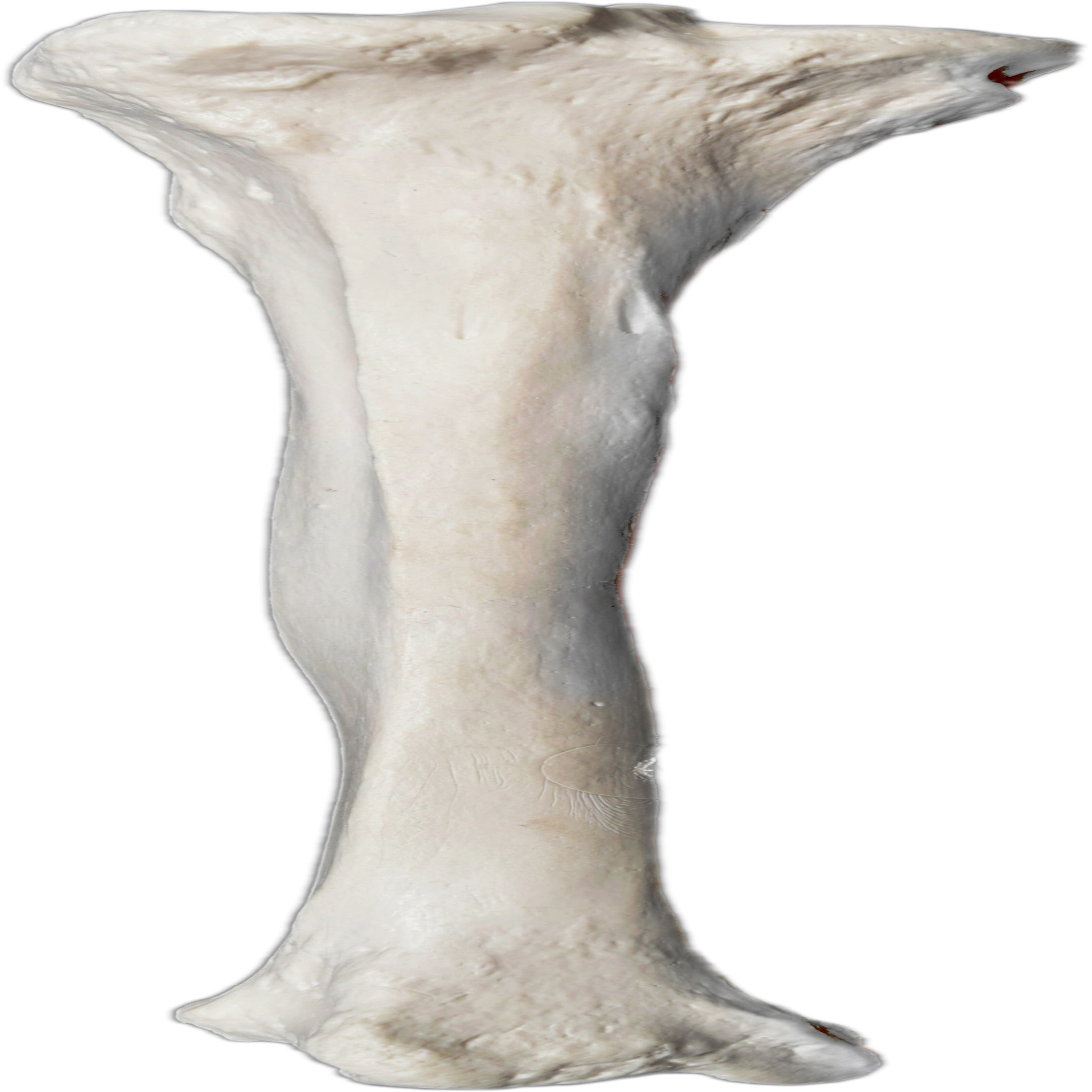 Tibia Bone Model - Left - Anatomically Accurate Human Tibia Bone ...