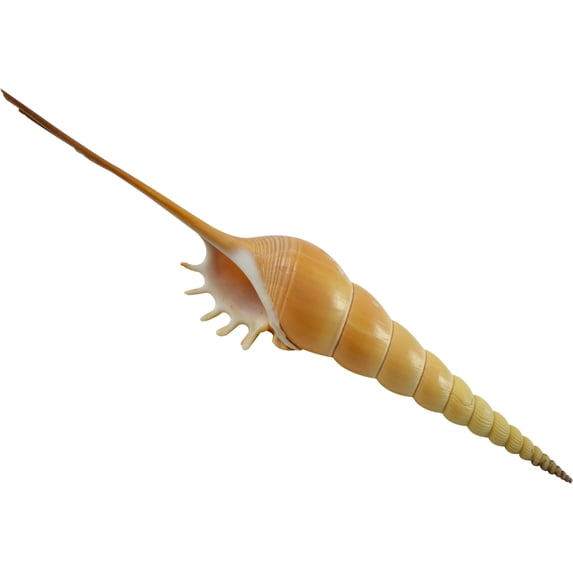 Tibia Fusus Shin Bone Shell 8" and Up - Walmart.com