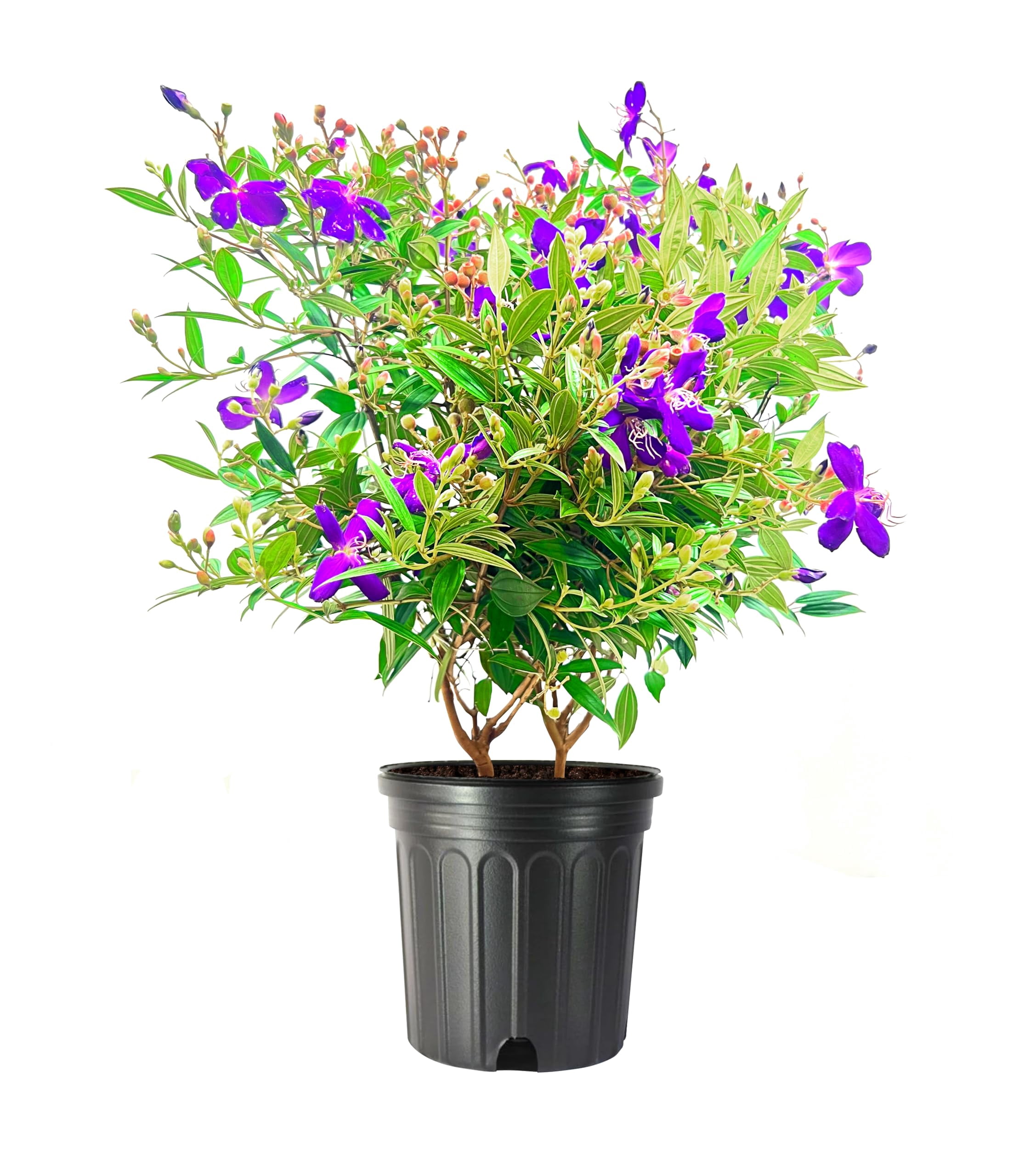 Tibouchina Dwarf Princess |3 Extra Large 3 Gallon Plants | Tibouchina ...