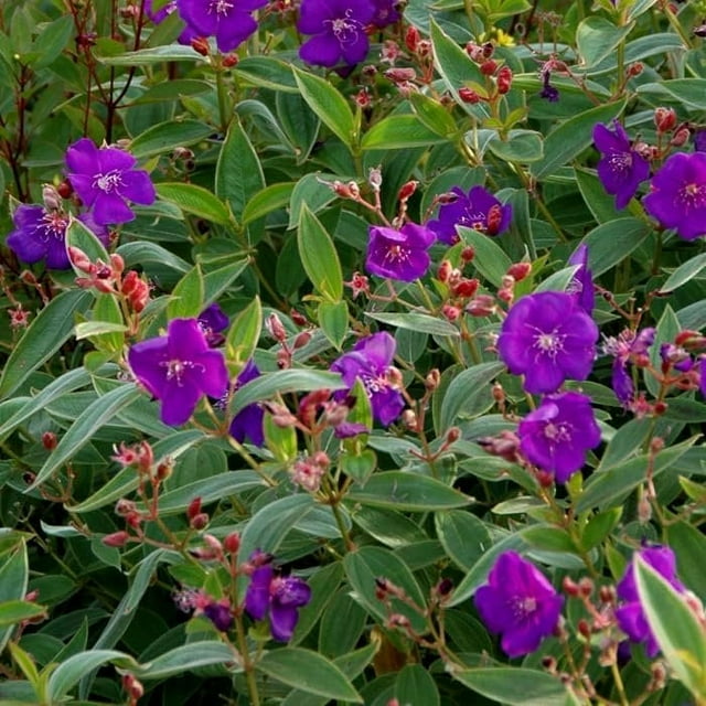 Tibouchina Dwarf Princess Flower I Live Plants I Lepidotal Compact Size ...