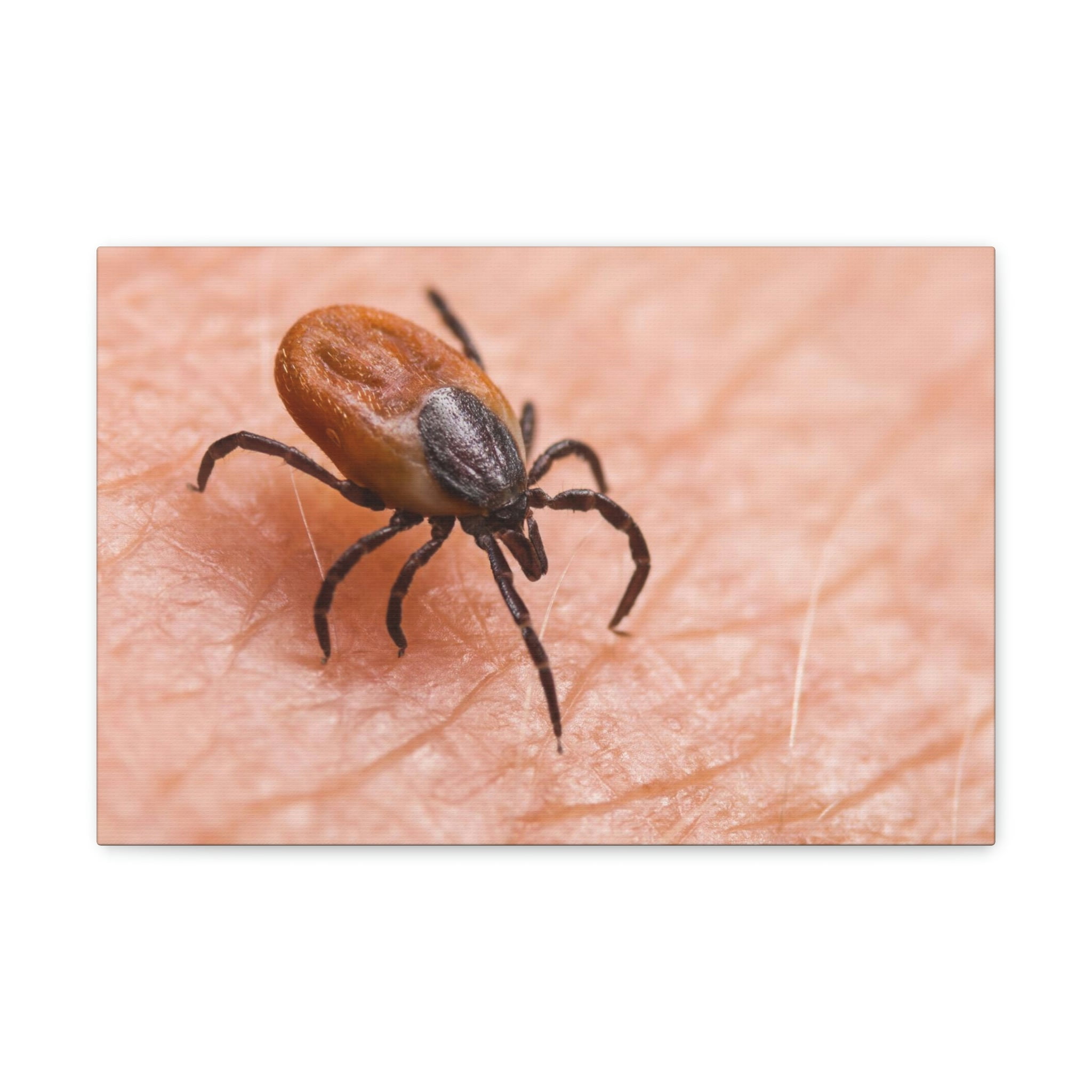 Tick Hunting Tick on Hunt Print Animal Wall Art Wildlife Canvas Prints ...