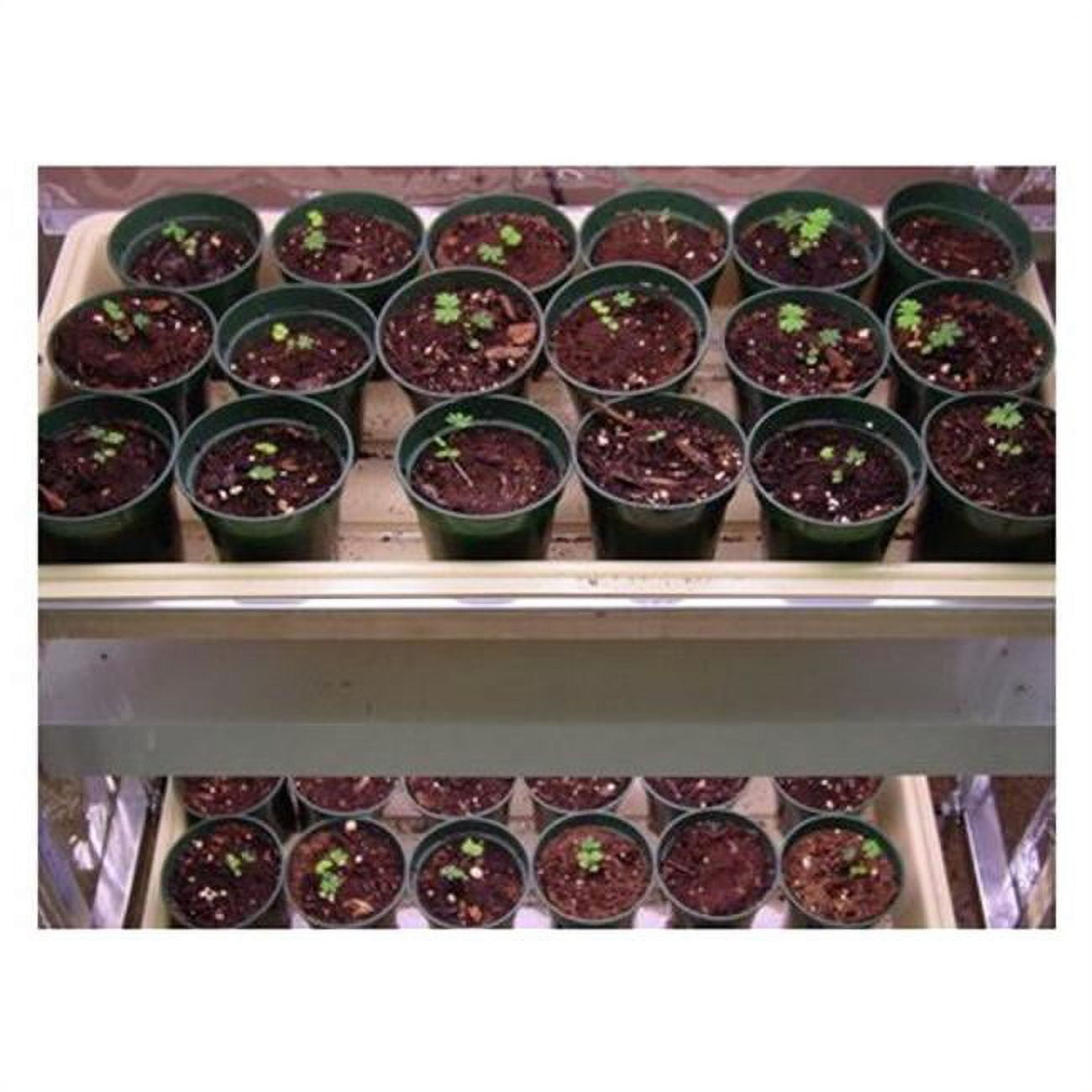 TickleMe Plant Co. TK30BK TickleMe Plant Classroom Kit - Walmart.com