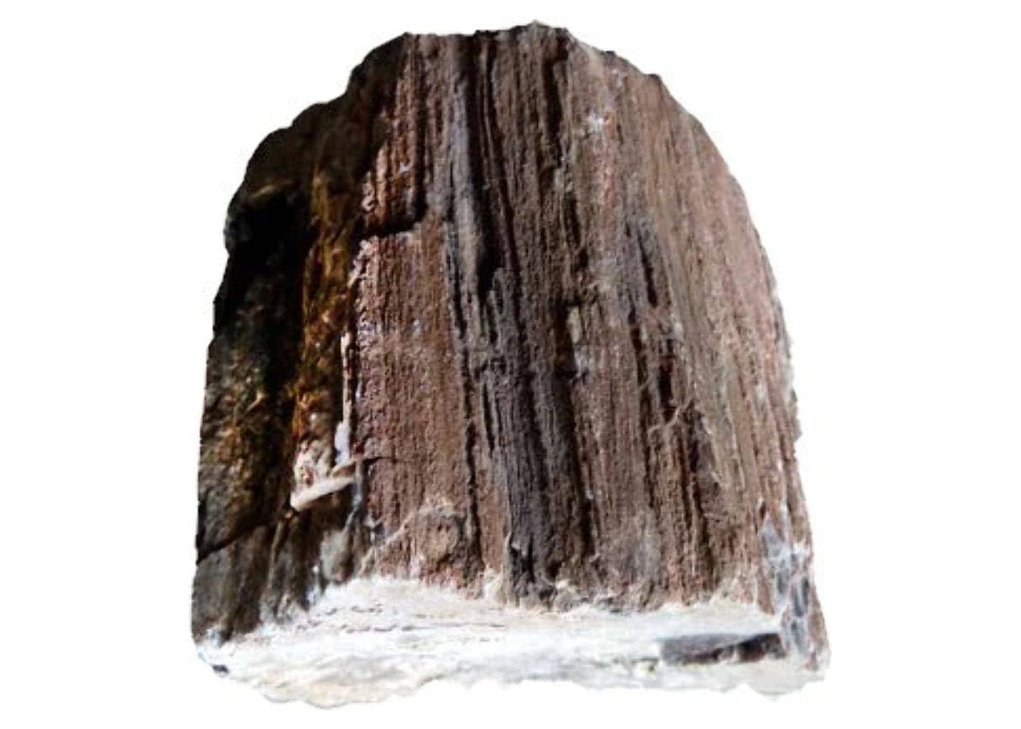 Tideline Naturescapes Wooden Fossil Stone (Petrified Wood Stone ...