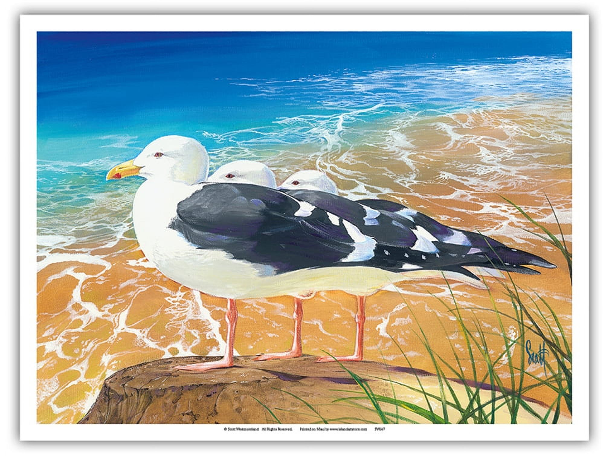 Tidewater Trio - Seagulls - From an Original Color Painting by Scott ...