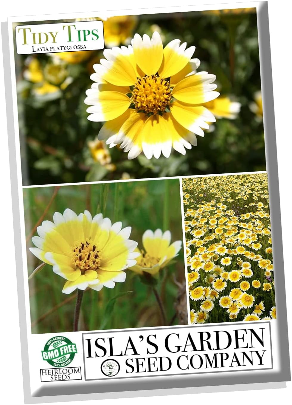 Tidy Tips Flower Seeds, 500 Seeds Per Packet, , Layia Platyglossa, Isla ...
