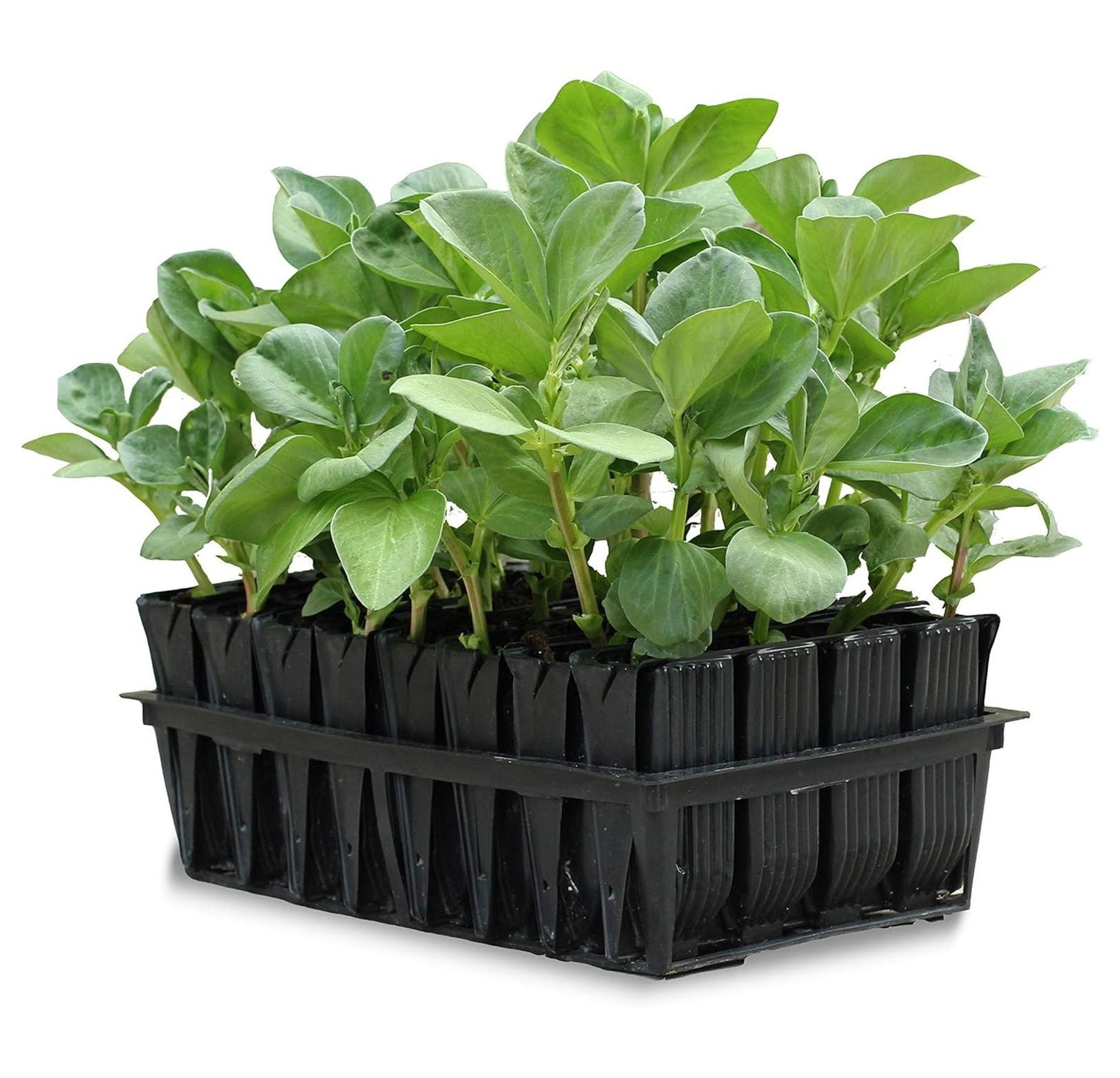 Tierra Garden 50-9000 Rootrainers Seed and Cutting Propagation Kit ...