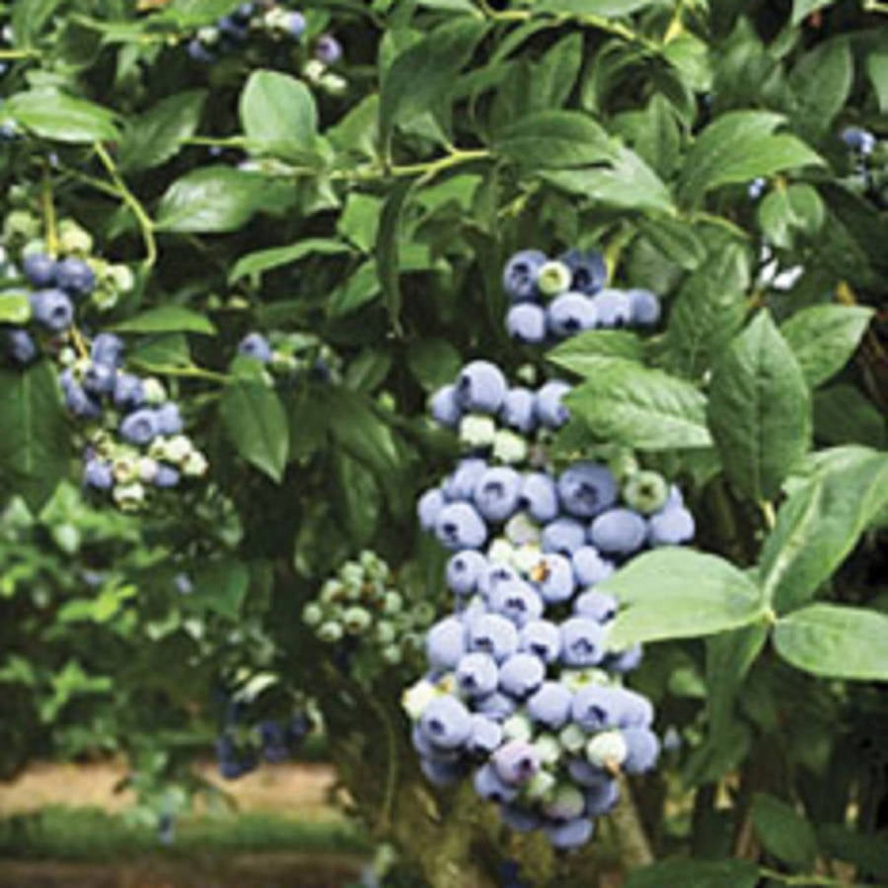 Tifblue Rabbiteye Blueberry Bush (2.5 Gallon) Fruit-Bearing Deciduous ...