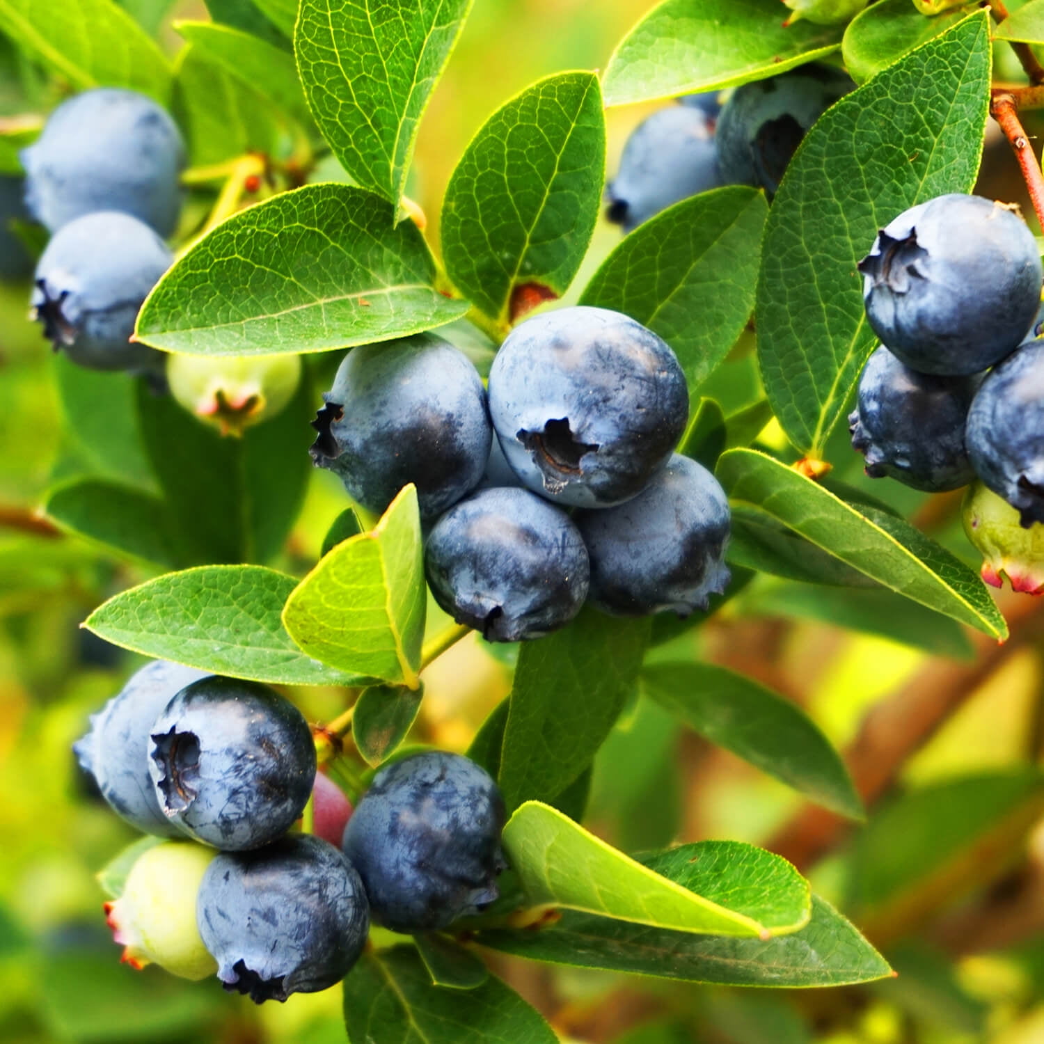 Tifblue Rabbiteye Blueberry Bush (2.5 Quart) Fruit-Bearing Deciduous ...