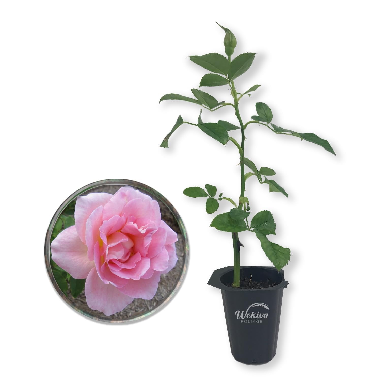 Tiffany Rose Bush - Live Starter Plant in a 2 Inch Pot - Beautifully ...