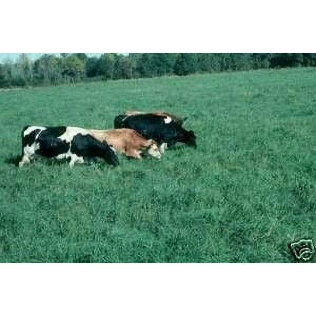 Tifton 9 Bahia Grass Seed Certified 40 Lbs