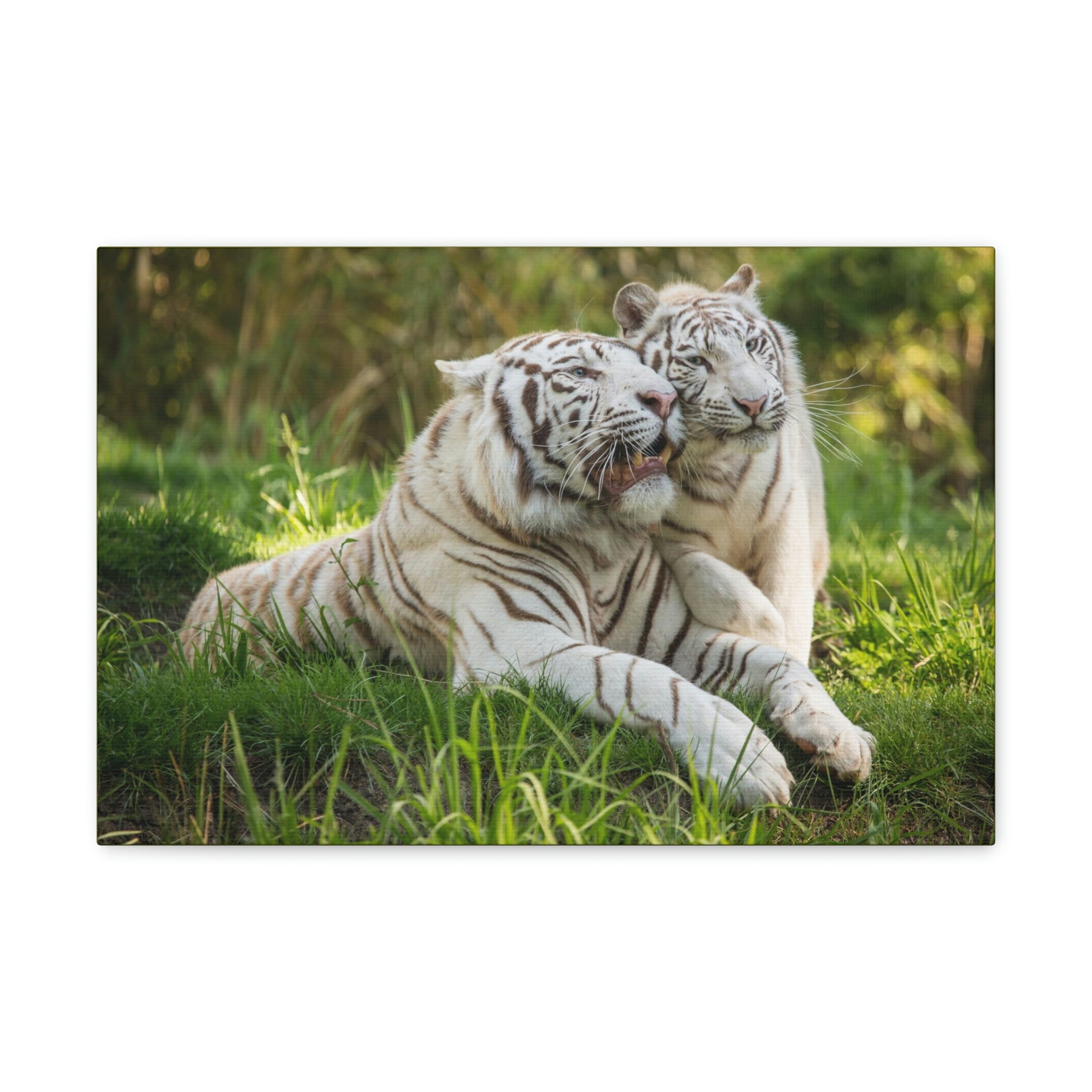 Tiger Couple Tiger Couple Print Animal Wall Art Wildlife Canvas Prints ...