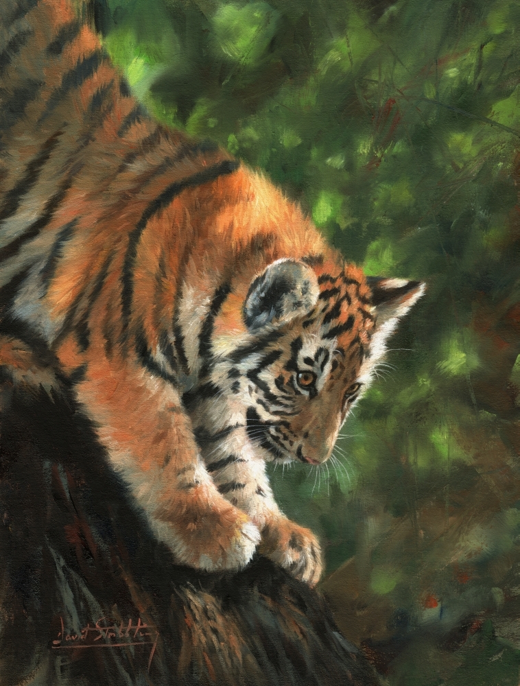 Tiger Cub Climbing Down Tree Poster Print by David Stribbling (11 x 14 ...