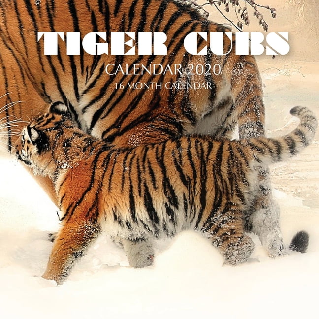 Tiger Cubs Calendar 2020 : 16 Month Calendar (Paperback) - Walmart.com