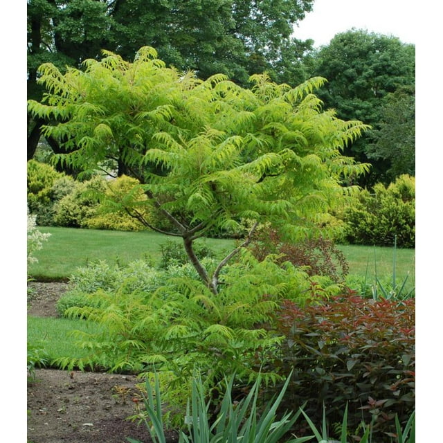 First Editions® Tiger Eyes® Sumac, Yellow Foliage Shrub, 10-12ft Height ...