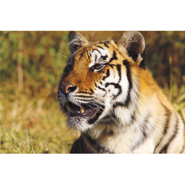 Tiger Head Shot Poster Print by John Pitcher - 17 x 11 - Walmart.com