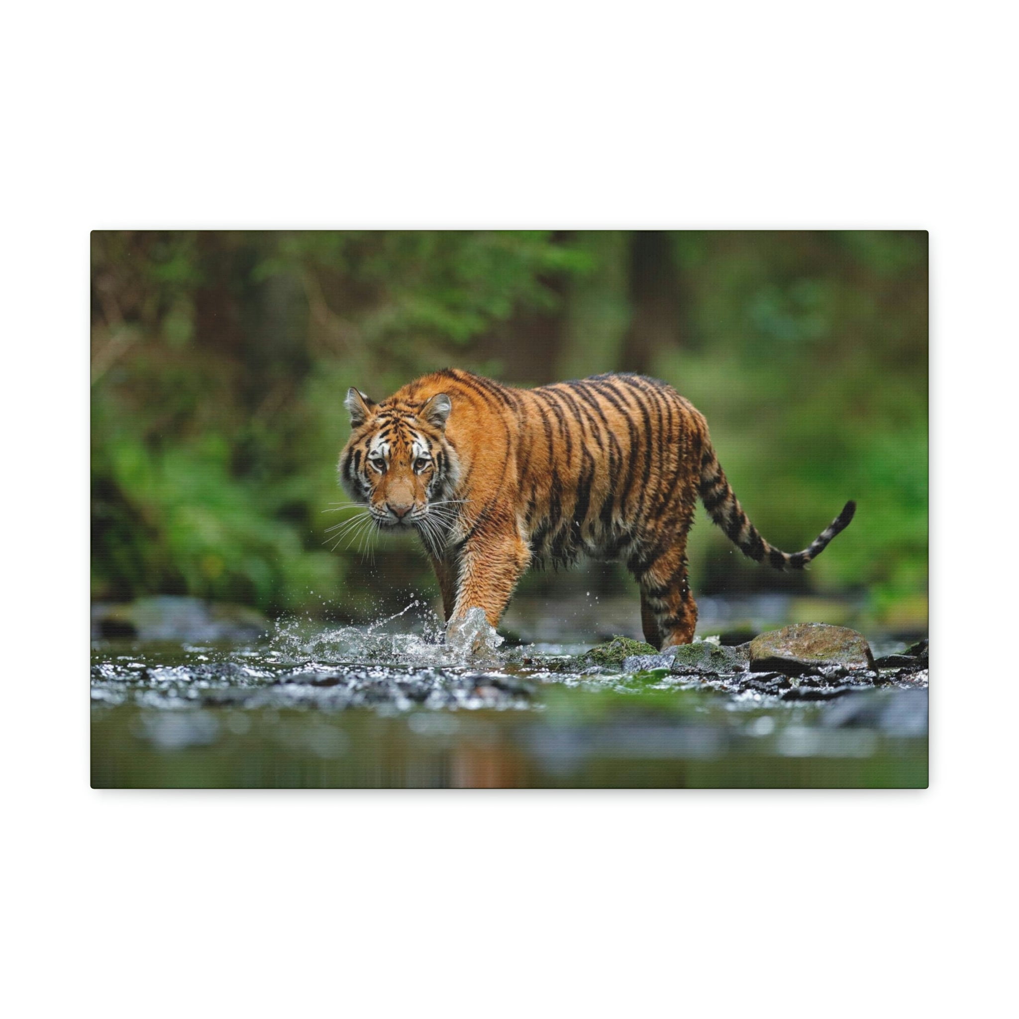Tiger Hunting Tiger on Hunt Print Animal Wall Art Wildlife Canvas ...