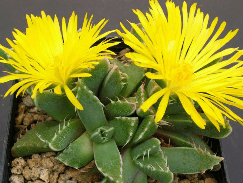Tiger Jaw Plant Live for Planting - Faucaria Tigrina Plant - Rare ...