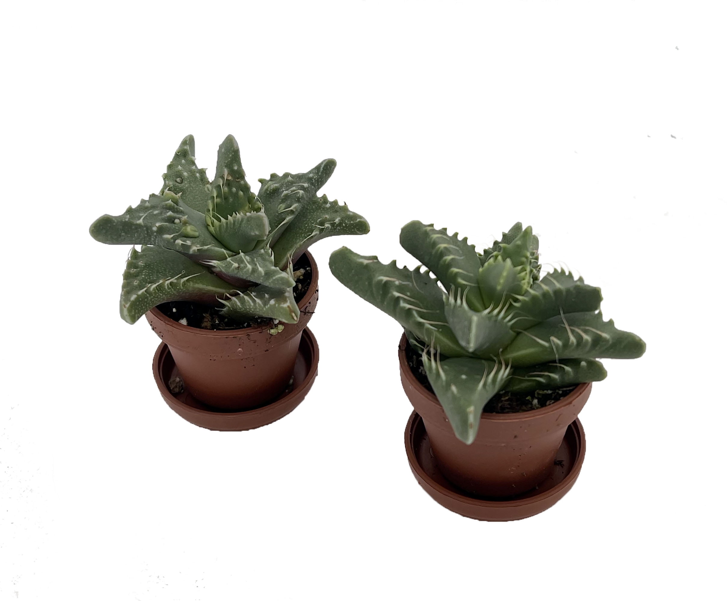 Tiger Jaws Plant - Faucaria tigrina - 2 Pack in 1" Pots with Saucer ...