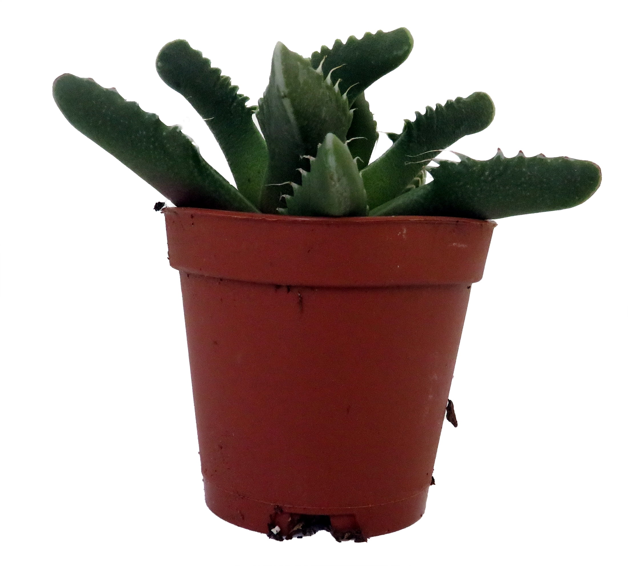 Tiger Jaws Plant - Faucaria tigrina - 2" Pot - Walmart.com