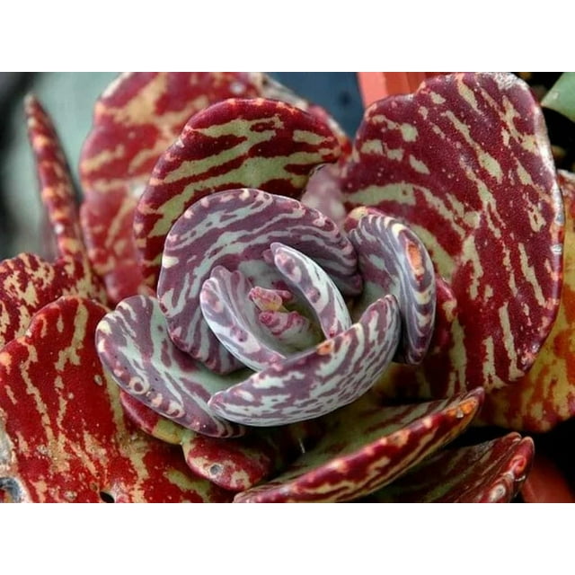 Tiger Kalanchoe Humilis Desert Surprise rare succulent exotic cactus 2 ...