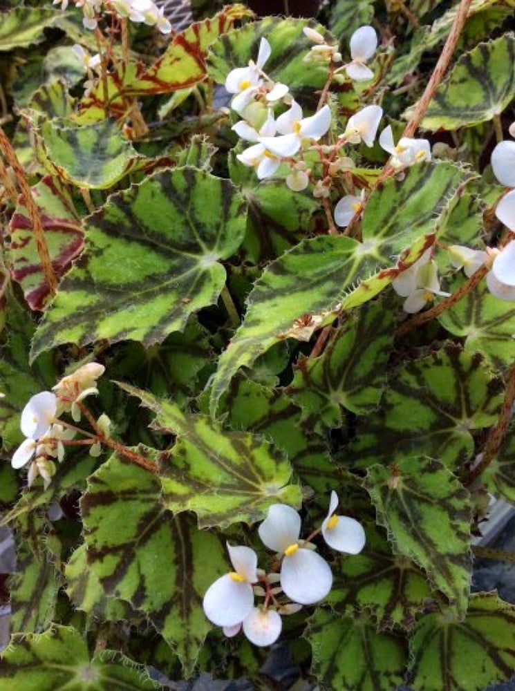 Tiger Kitten Begonia Plant - 3.7" Pot - Terrarium/Fairy Garden ...