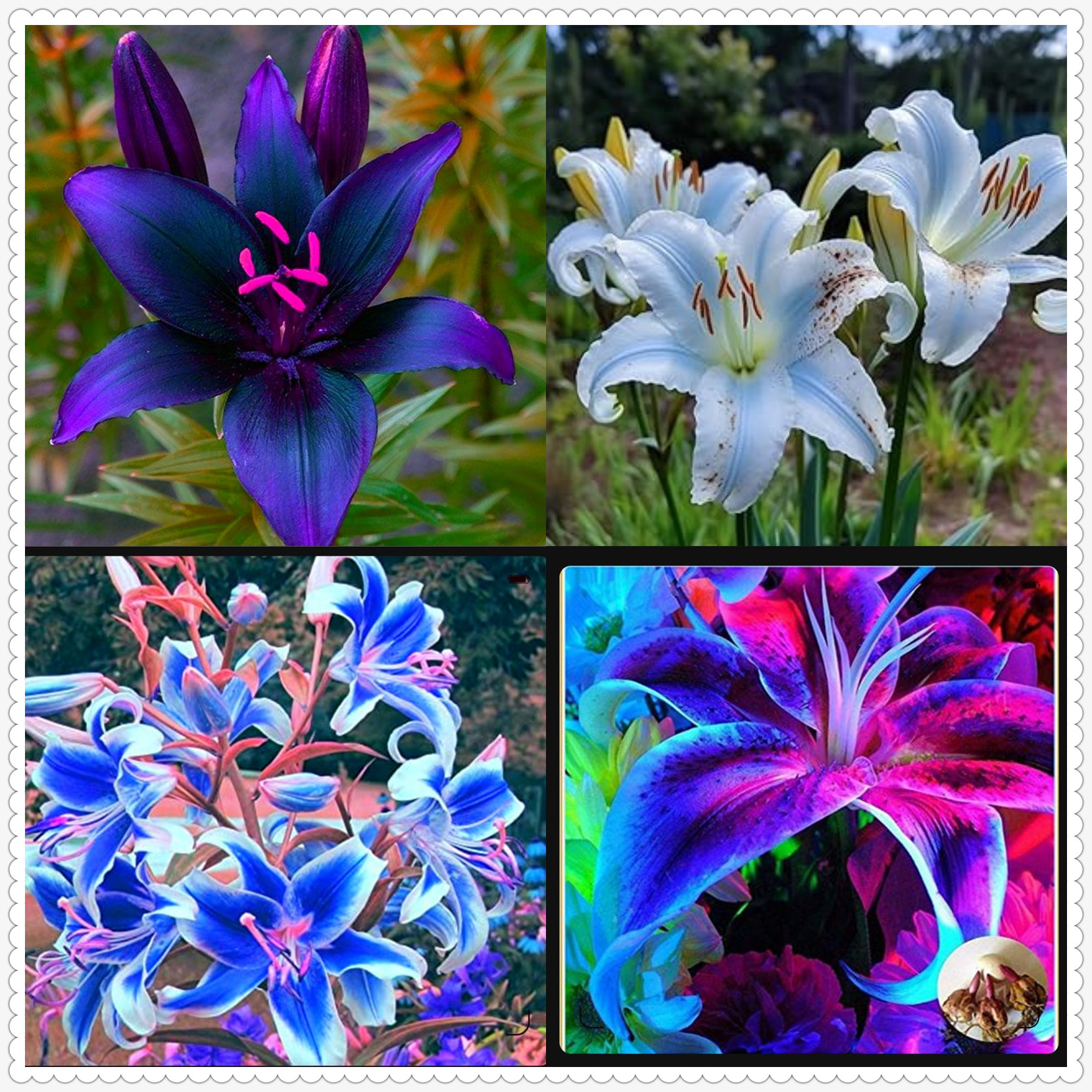 10 Pack Asiatic Lilies Mix/ Freshly Dug Perennial Lily Flower Bulbs ...
