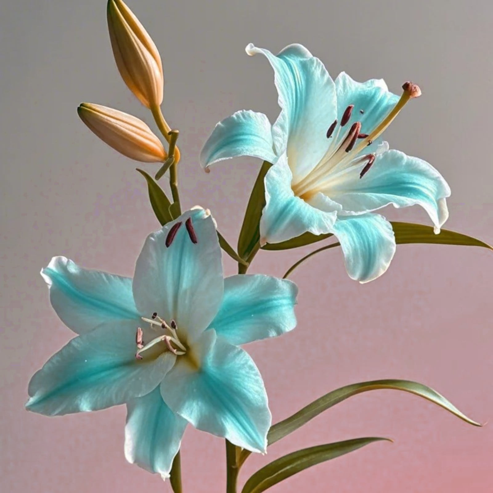 Tiger Lily Gift for Plant Enthusiasts Suitable for All Seasons ...