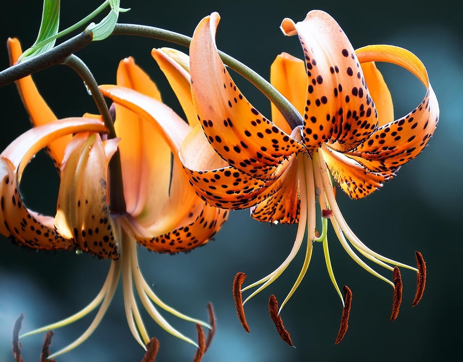 Tiger Lily Root for Growing - Stunning Perennnial Flower with Tiger ...