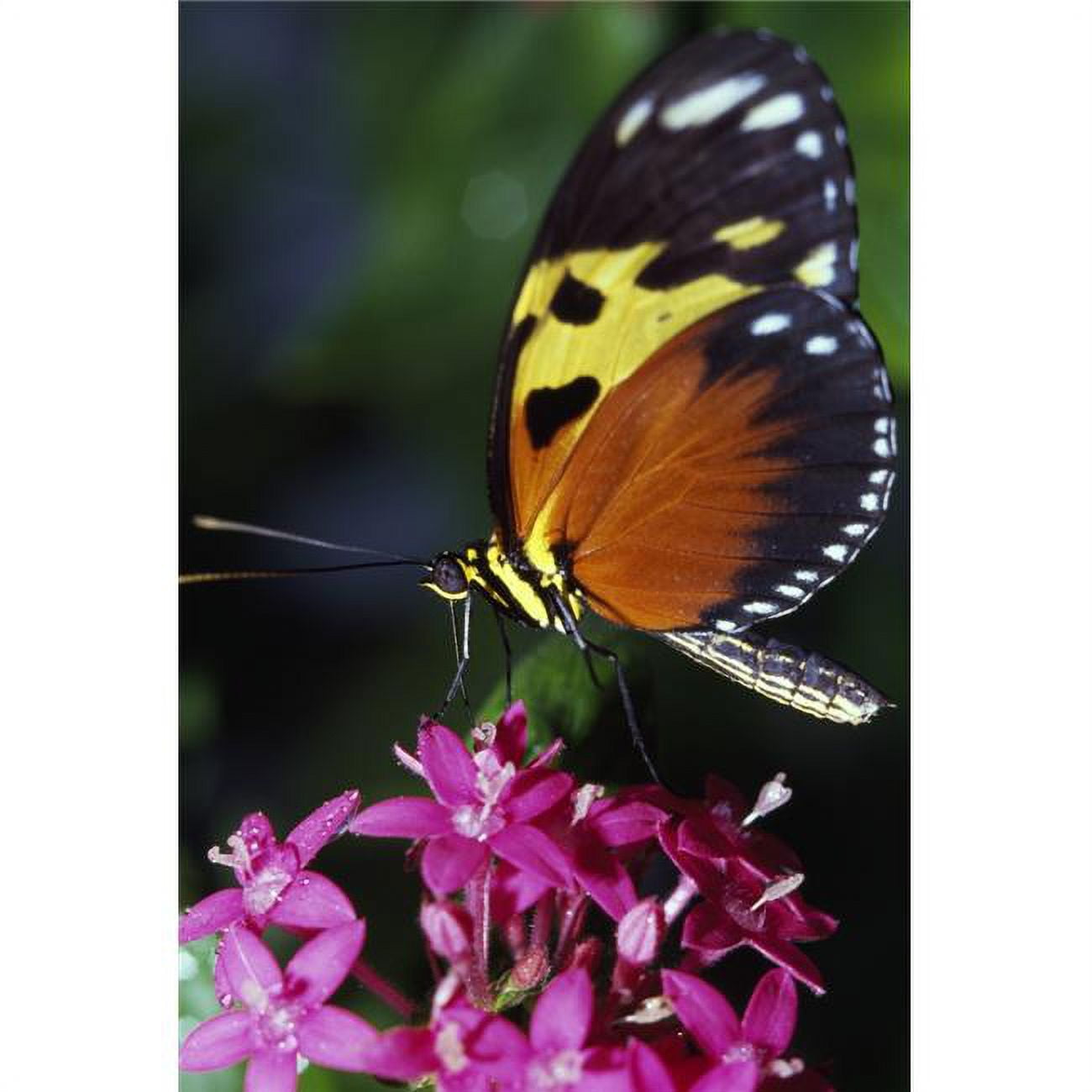 Tiger Longwing Butterfly Poster Print by Natural Selection Ralph Curtin ...