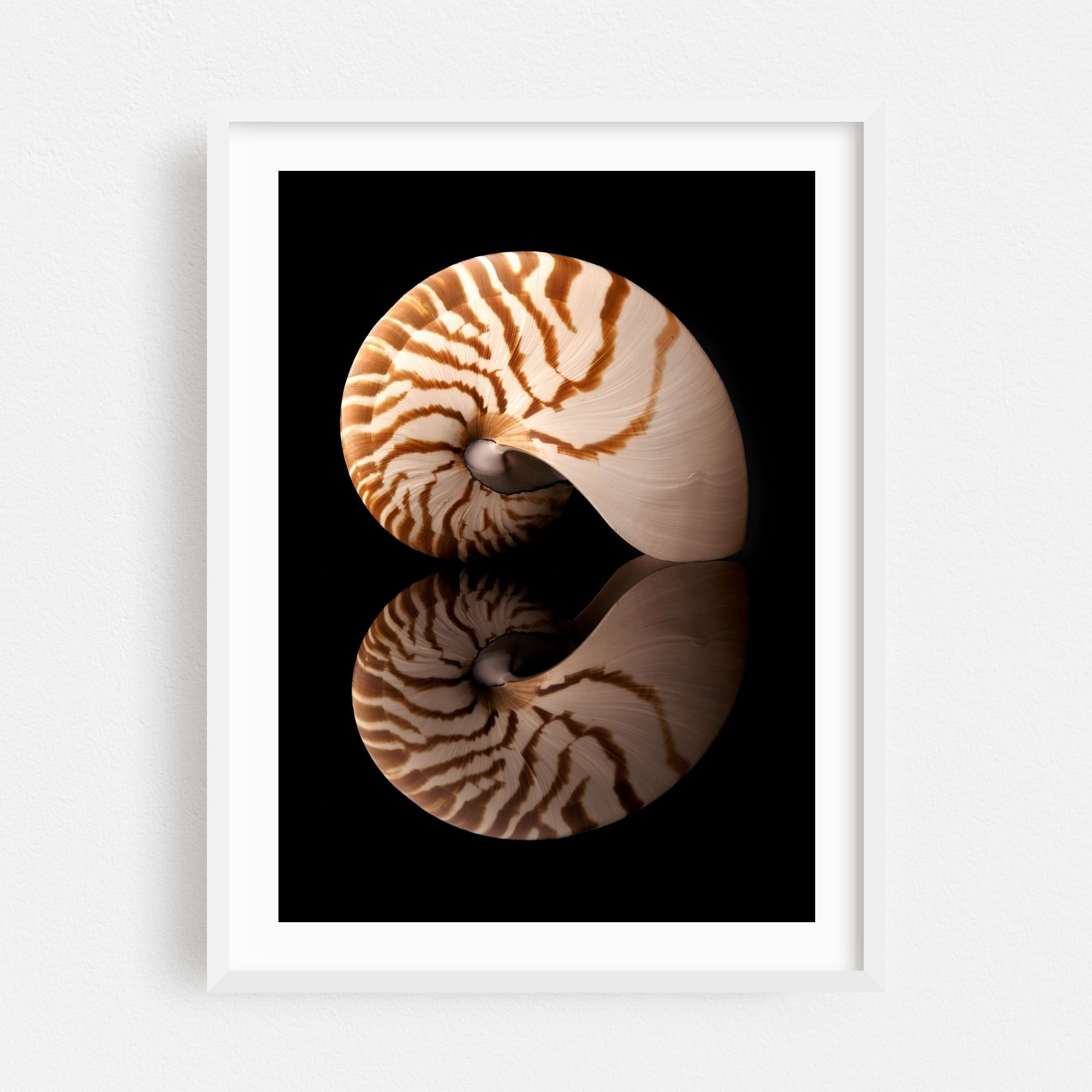 Tiger Nautilus shell and reflection - Photography Nautical Marine Life ...