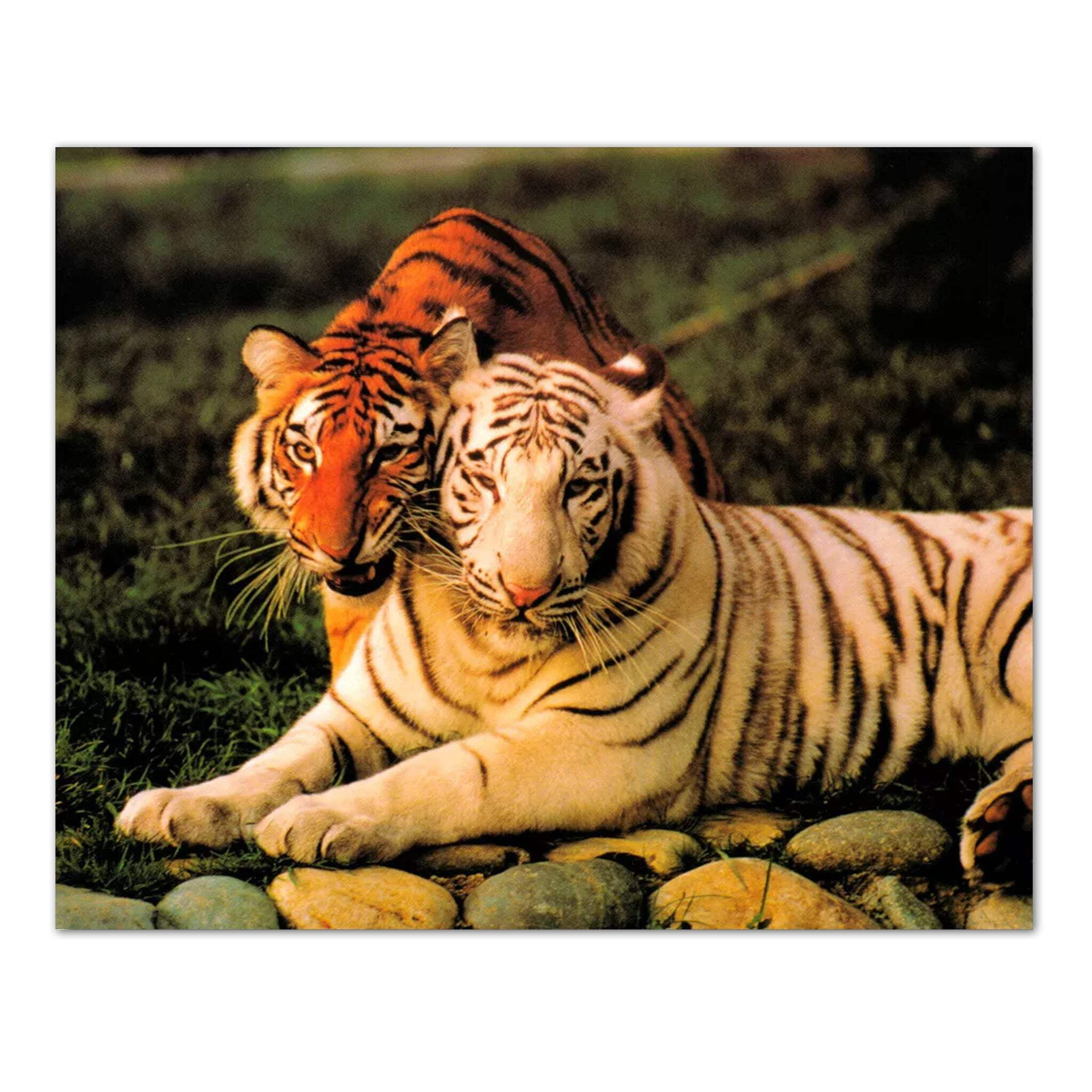 Tiger Pair White and Orange Tigers Up Close Photo Wall Picture 8x10 Art ...