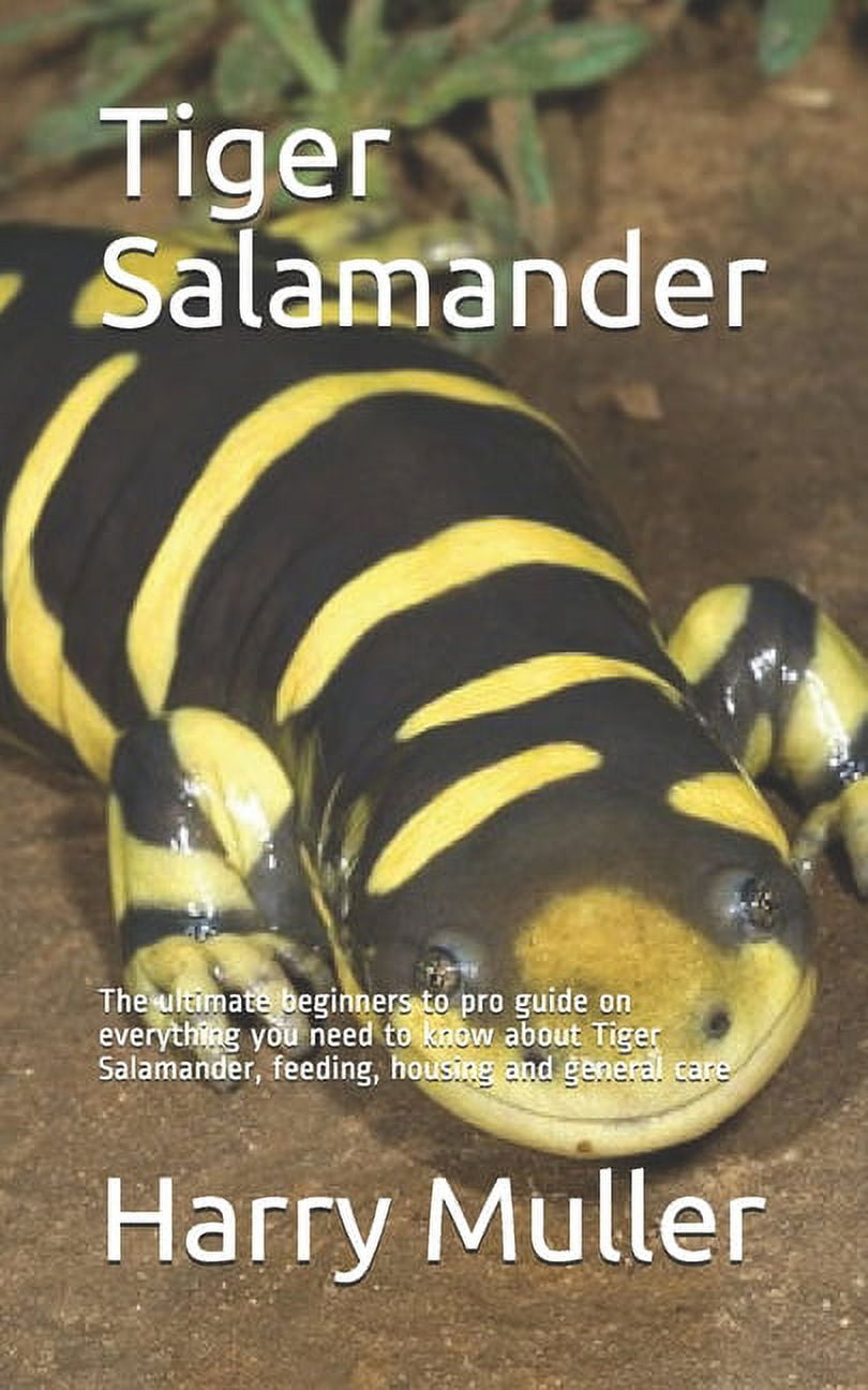 Tiger Salamander : The ultimate beginners to pro guide on everything ...