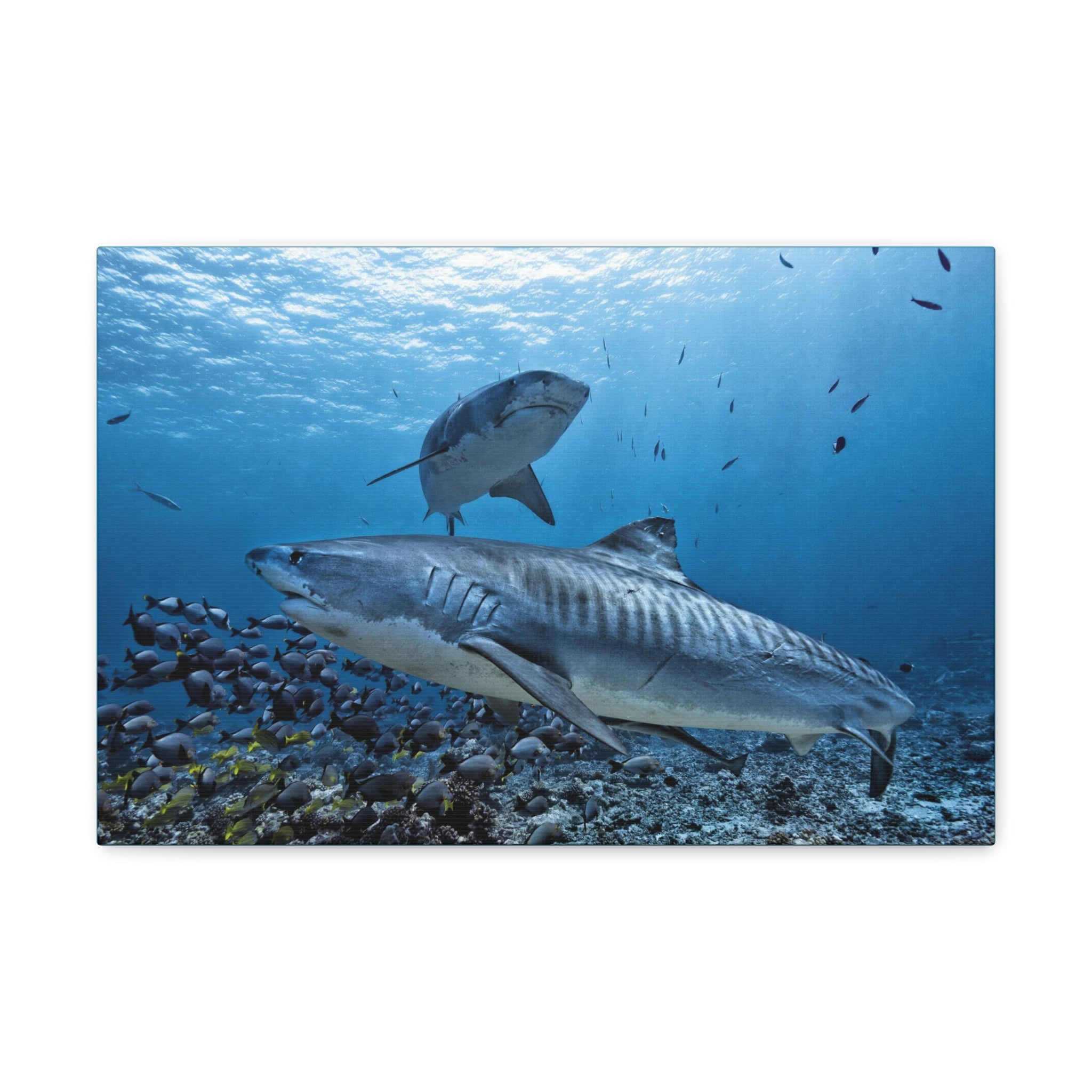 Tiger Shark Hunting Tiger Shark on Hunt Print Animal Wall Art Wildlife ...