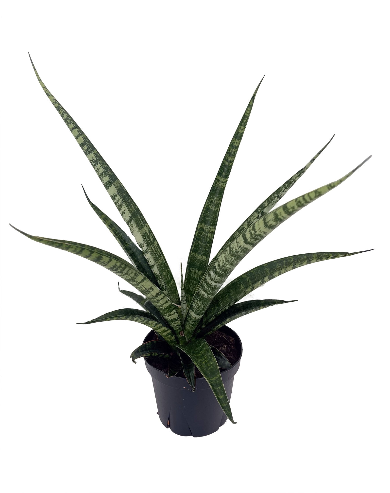 "Hirt's Gardens Sansevieria Tiger Snake Plant, Indoor Houseplant, Low ...