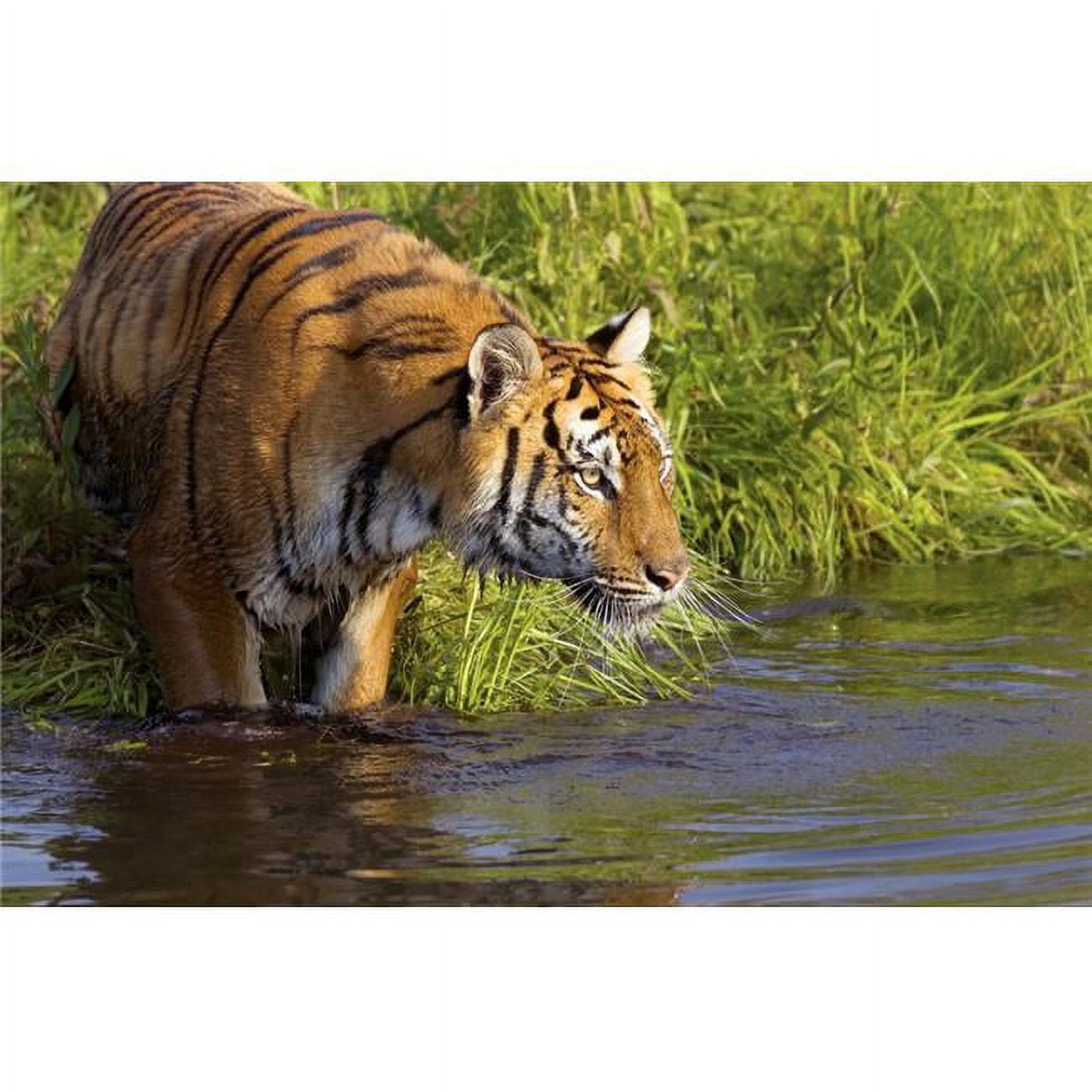 Tiger Standing in Water Poster Print by John Pitcher, 34 x 22 - Large ...