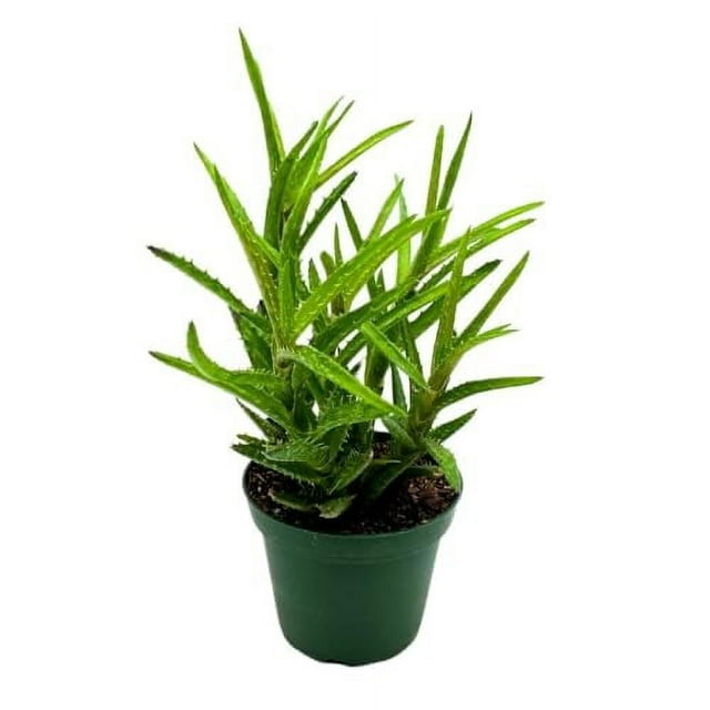 Tiger Tooth Aloe, Aloe juvenna Brandham, Dwarf Aloe, Tiger-Tooth Aloe ...