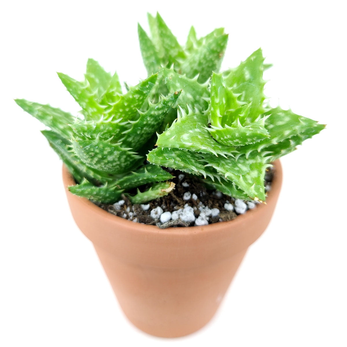 Tiger Tooth Aloe Juvenna (4"+ Clay Pot) - Best Unique Shaped Succulent ...