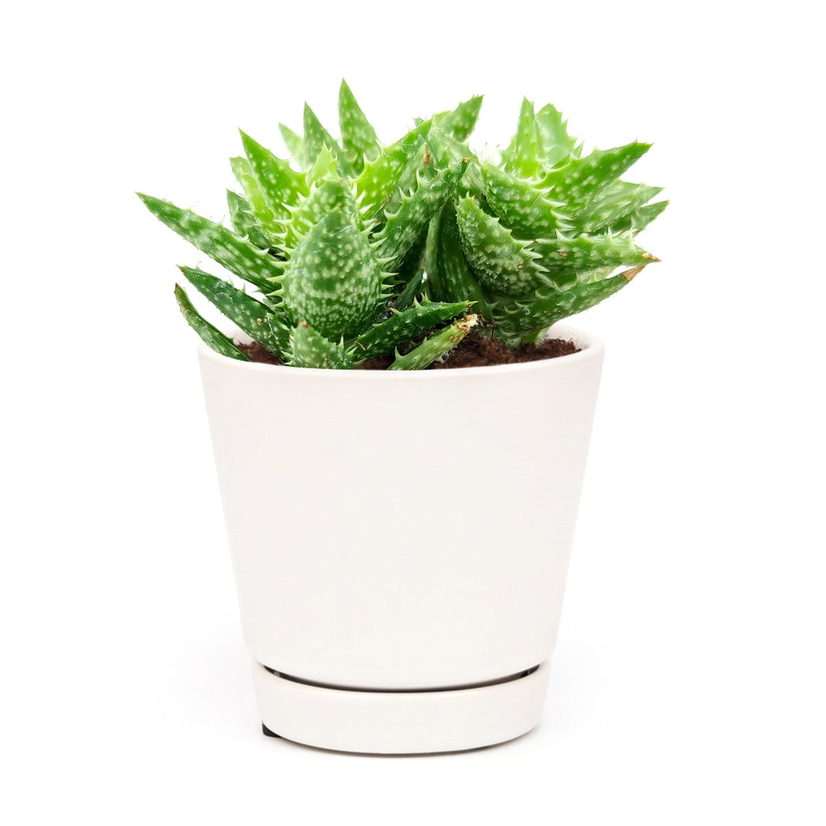 Tiger Tooth Aloe Juvenna (4"+ Minimalist Pot) - Best Unique Shaped ...