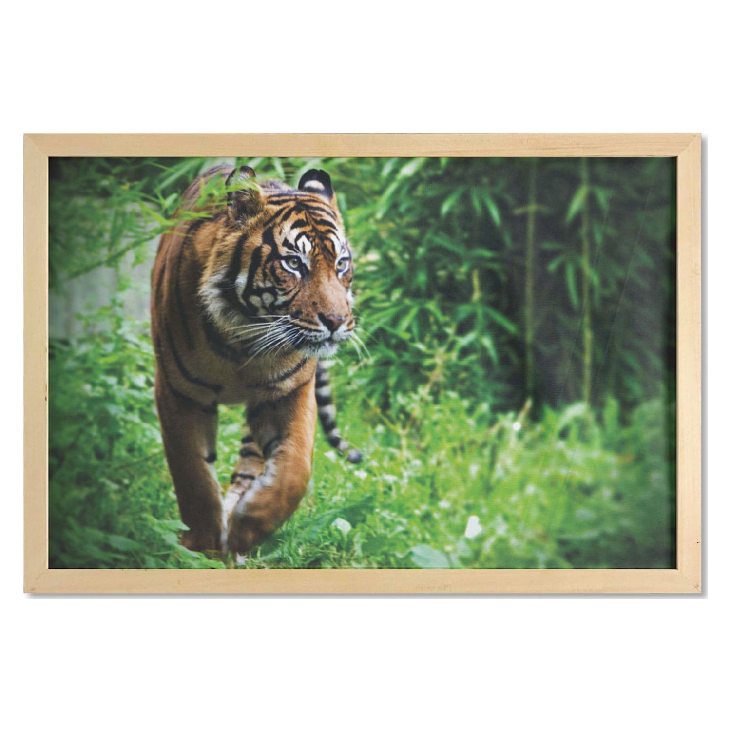 Tiger Wall Art with Frame, Siberian Large Feline at Zoo Wildlife at ...