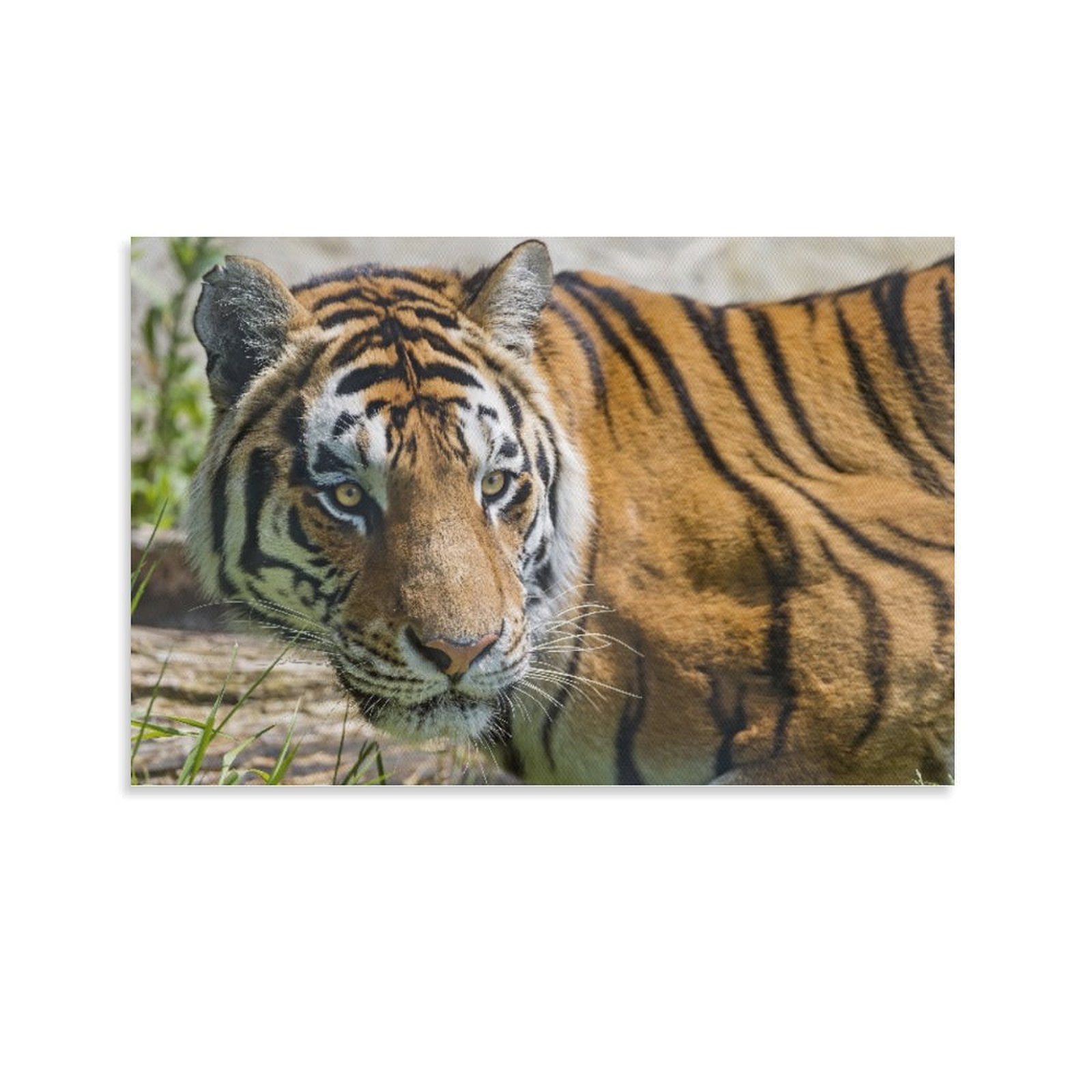 Tiger Wildlife Poster Decorative Painting Canvas Wall Art Living Room ...