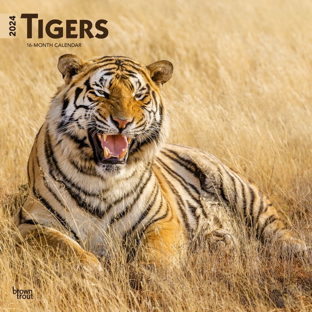 Tigers 2024 Square (Other) - Walmart.com