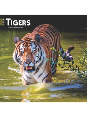 Tigers 2025 12 X 24 Inch Monthly Square Wall Calendar Plastic-Free ...