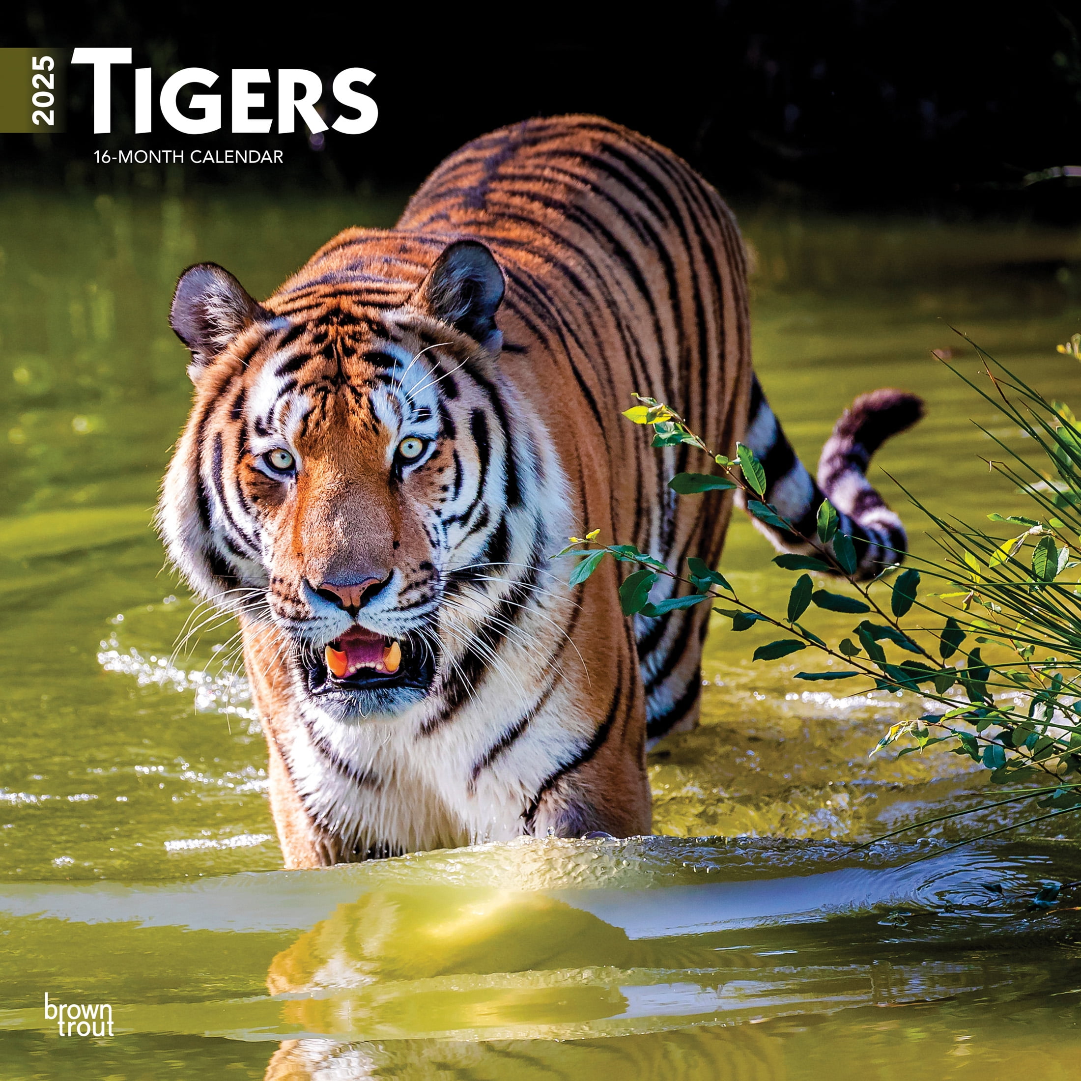 Tigers | 2025 12x24" (Hanging) Square Wall Calendar | BrownTrout ...